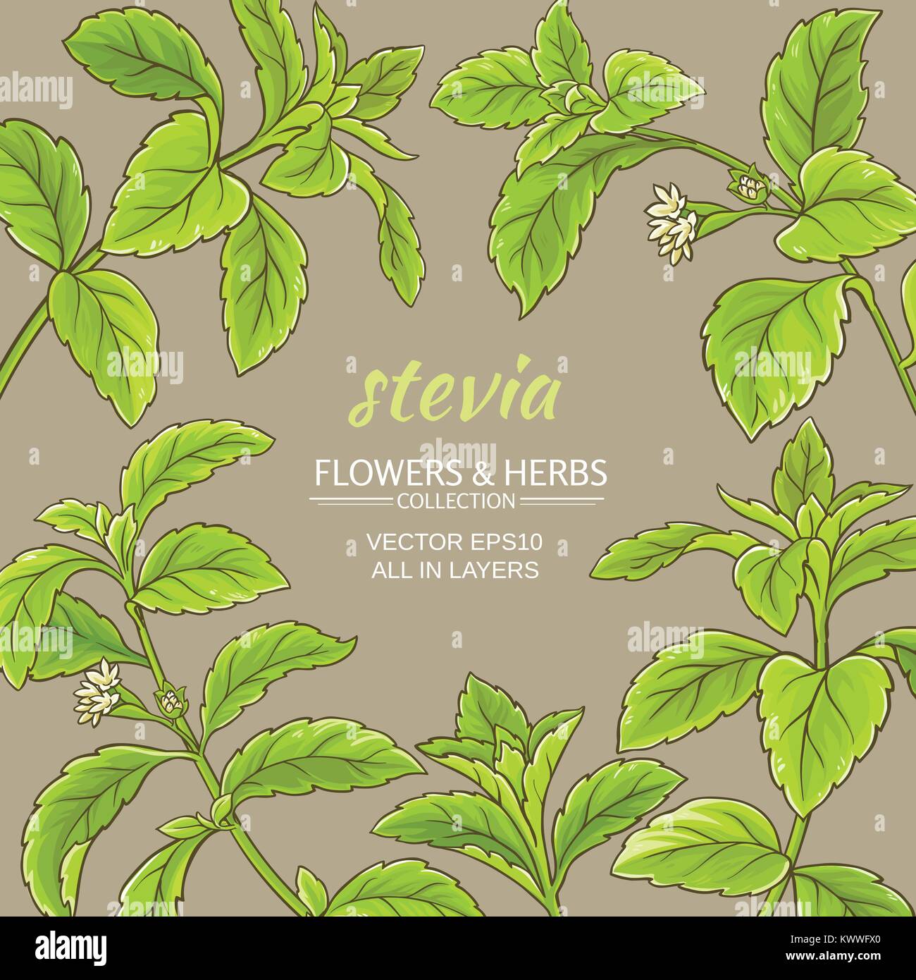 stevia leaves vector frame on color background Stock Vector Image & Art ...