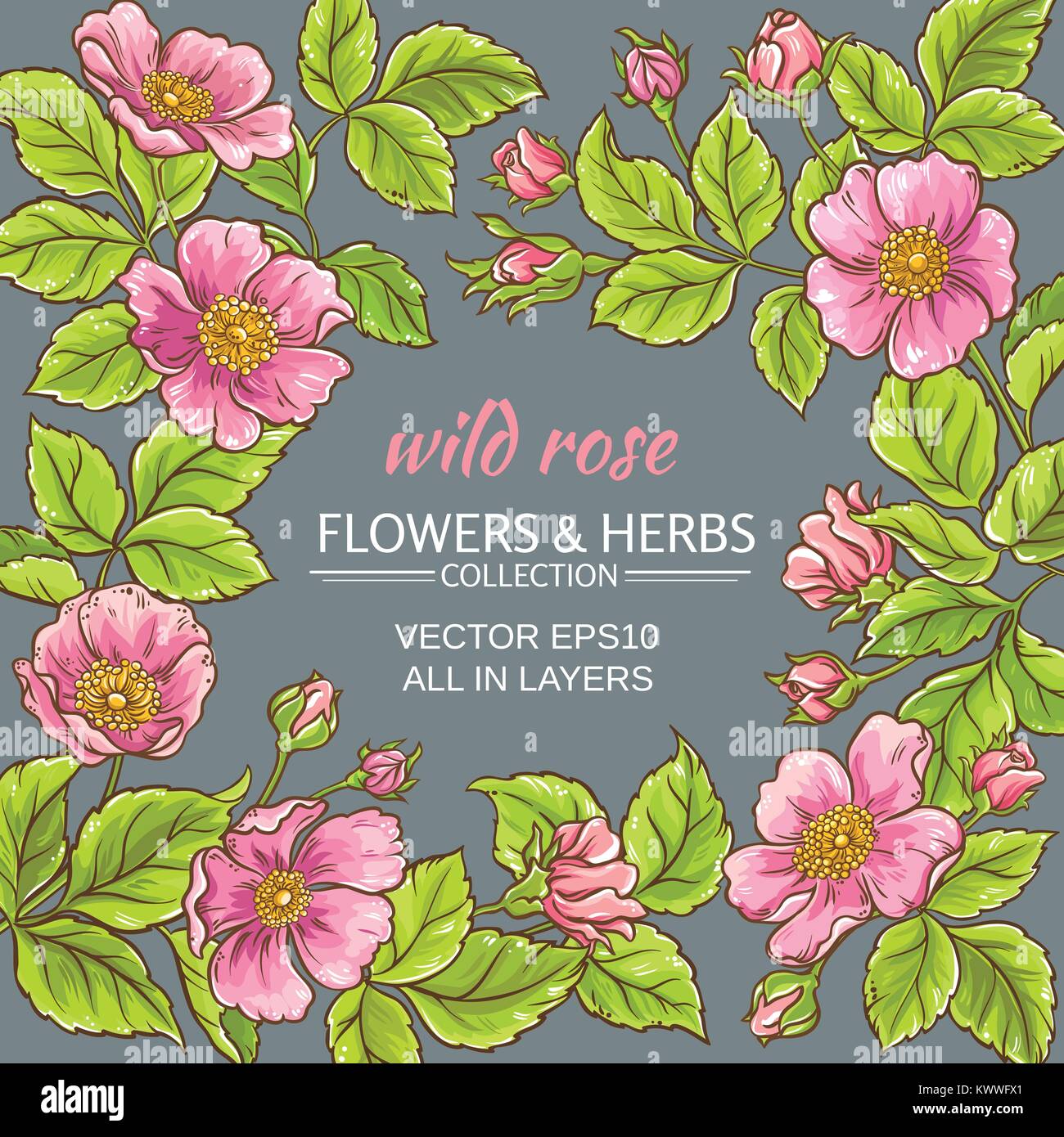 Pink dog rose flowers Stock Vector Images - Alamy