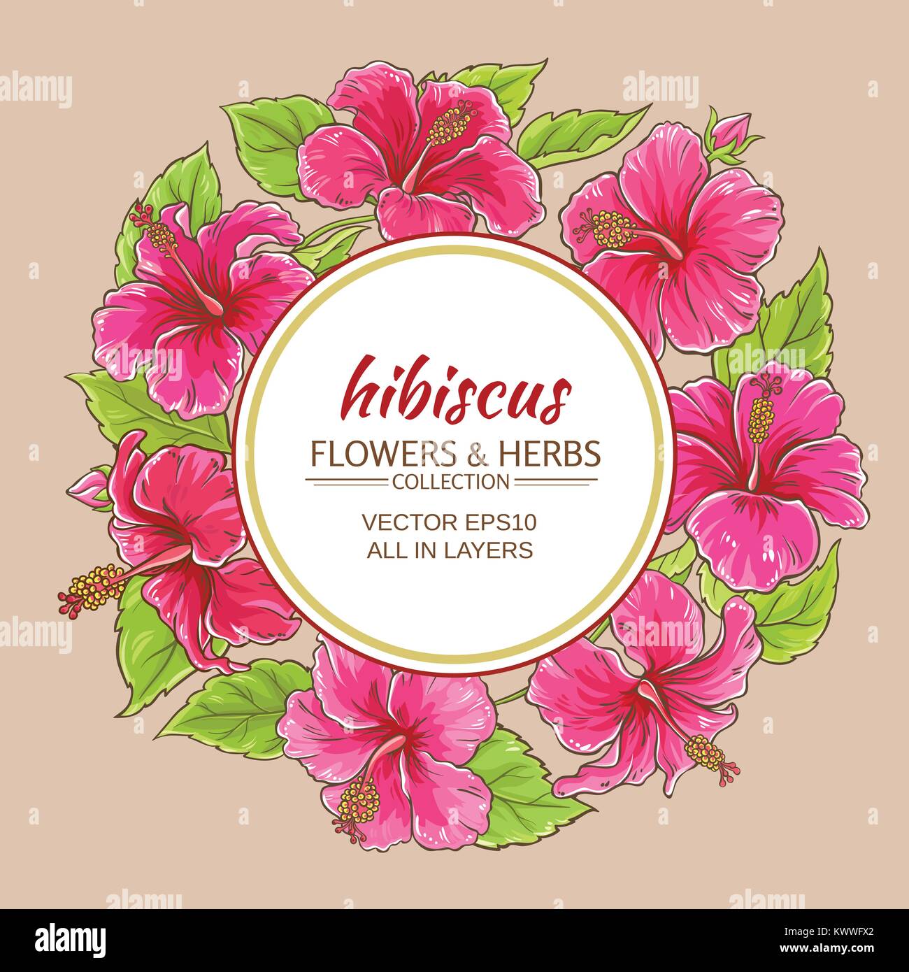 Hibiscus flower bud on Stock Vector Images - Alamy