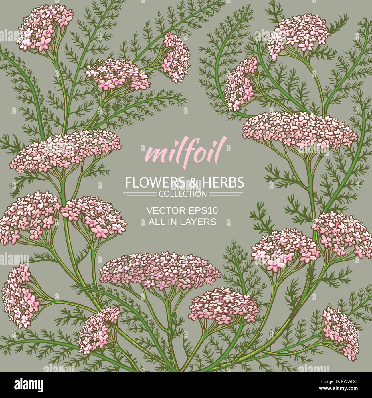 yarrow flowers vector frame on color background Stock Vector Image ...