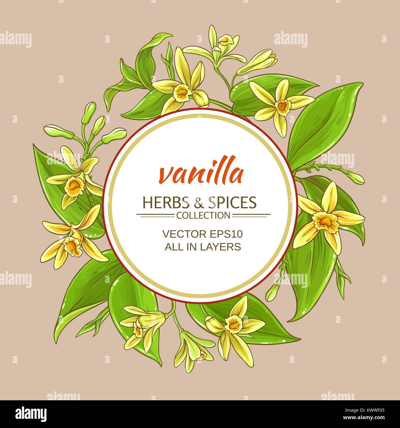vanilla flowers vector frame on color background Stock Vector Image ...