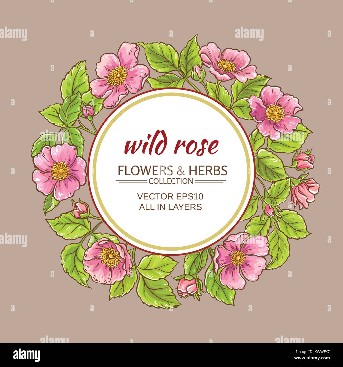 Pink dog rose flowers Stock Vector Images - Alamy