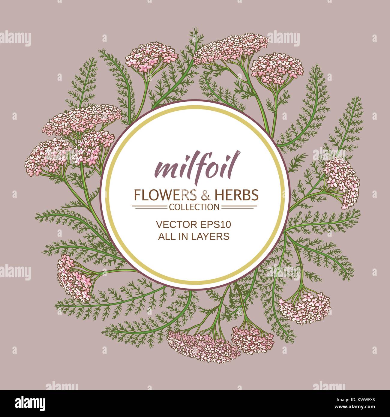 yarrow flowers vector frame on color background Stock Vector Image ...