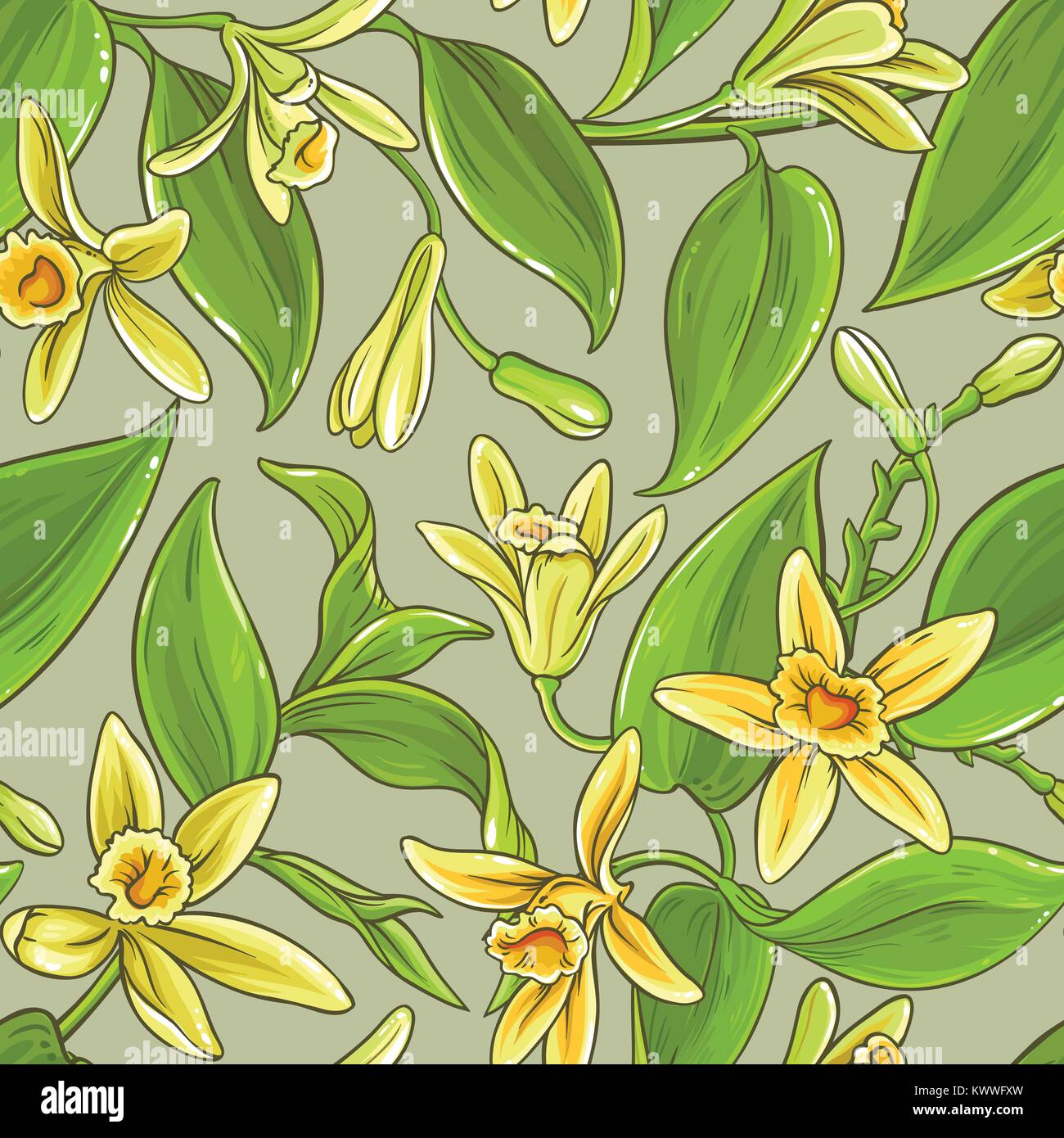 vanilla flowers vector pattern on color background Stock Vector Image ...