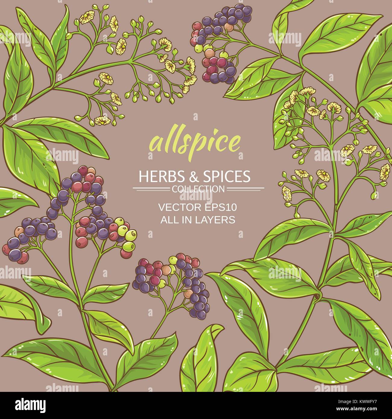 allspice branches vector frame on color background Stock Vector Image ...