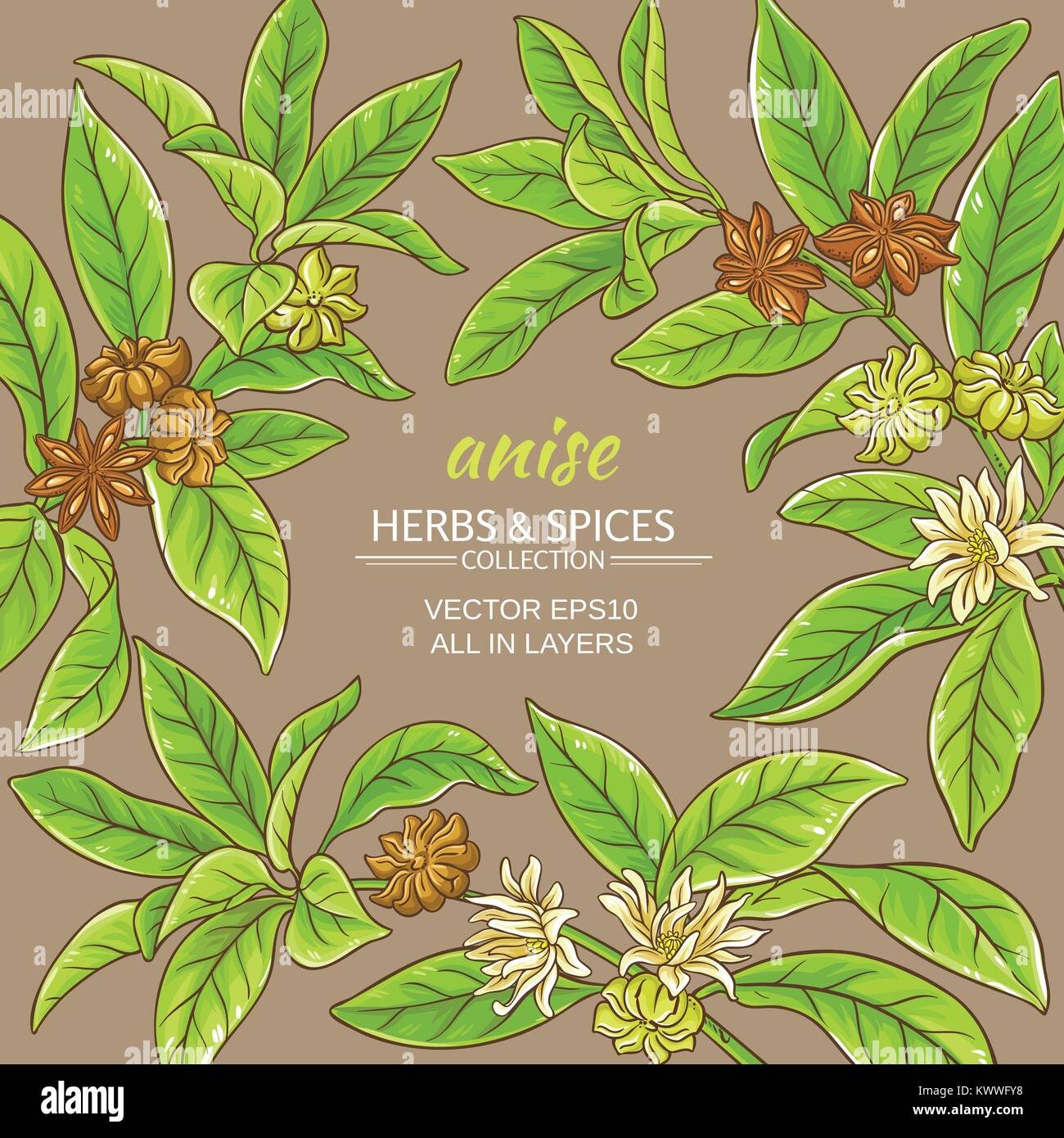 Anise flower vector vectors hi-res stock photography and images - Alamy