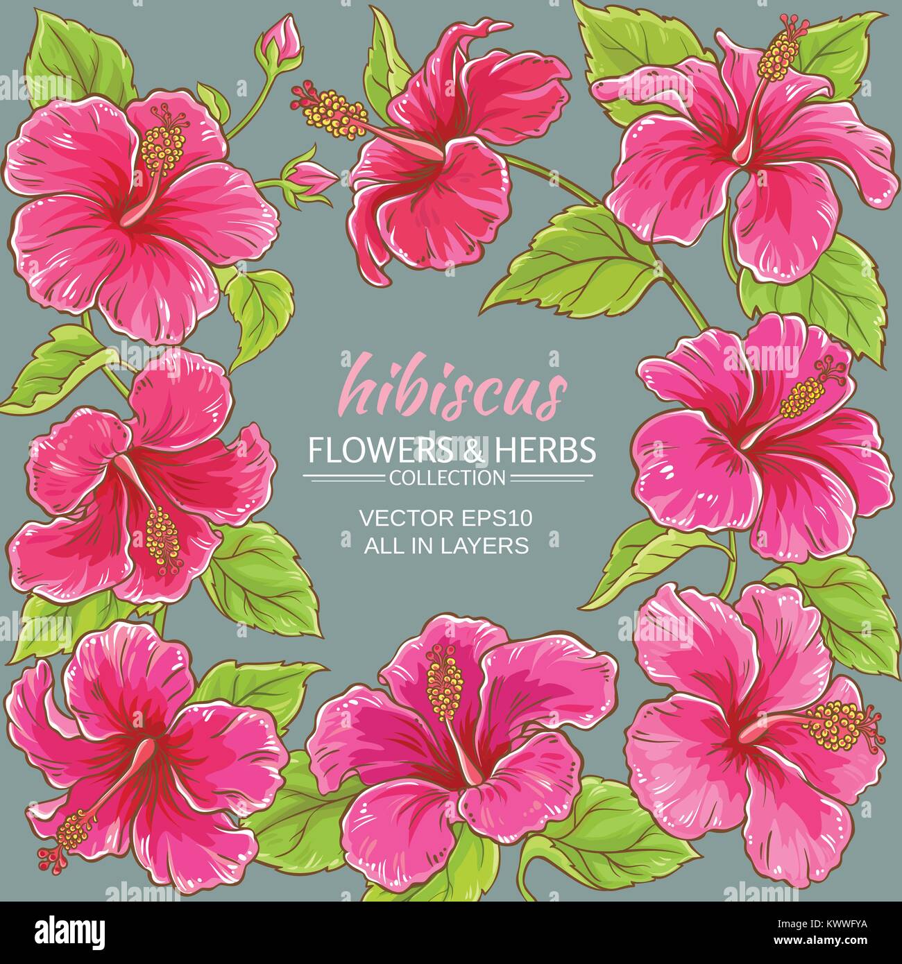 hibiscus flowers vector frame on color background Stock Vector Image ...