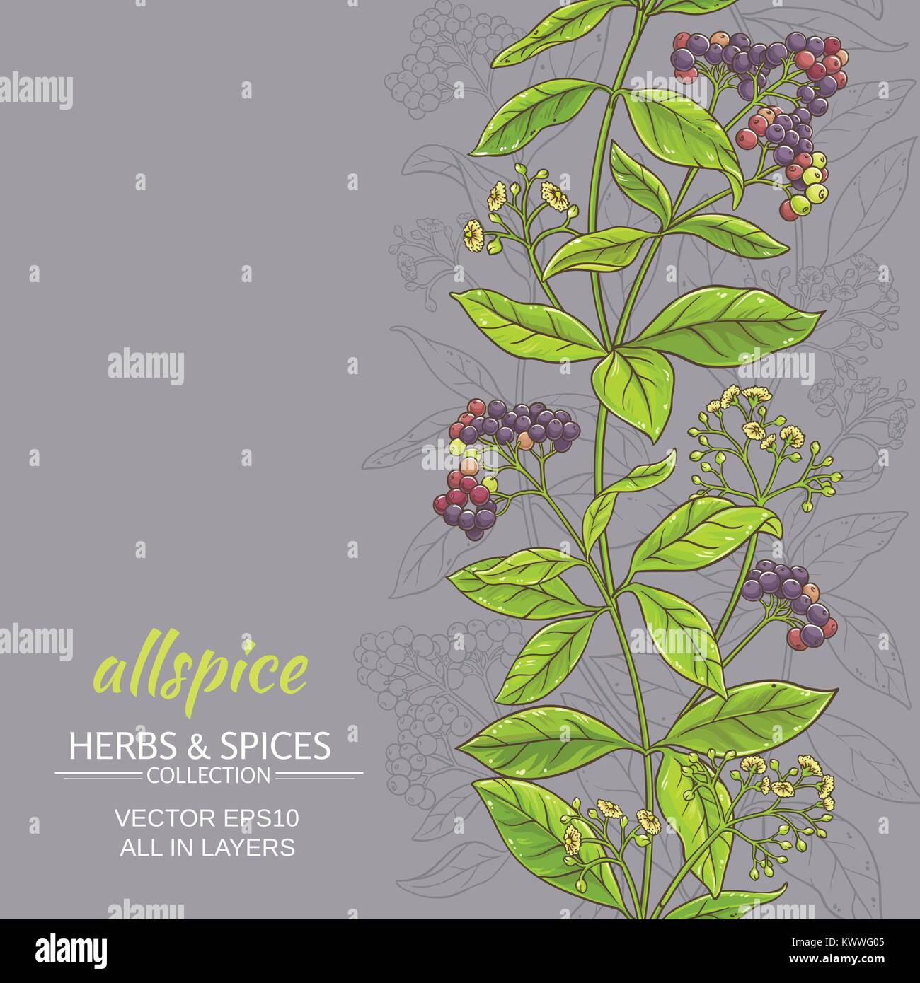 allspice branches vector pattern on color background Stock Vector Image & Art - Alamy