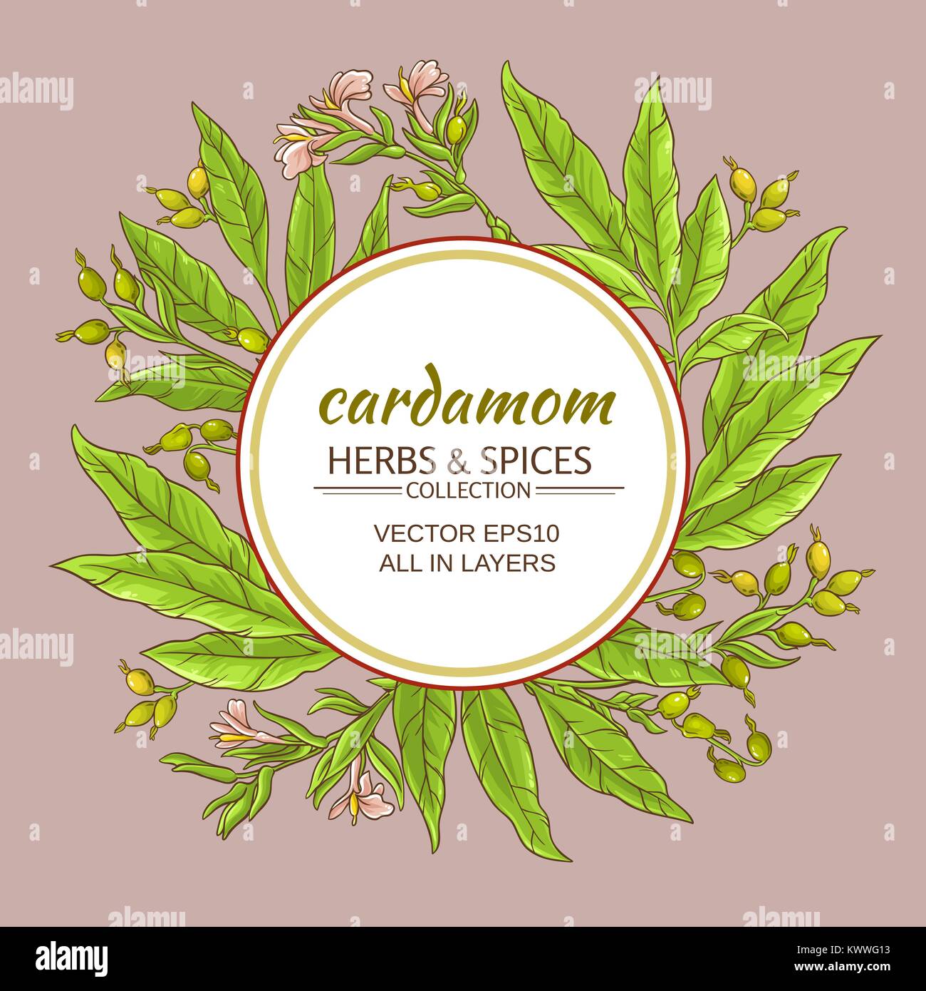 Cardamom Leaf Plant Stock Photos & Cardamom Leaf Plant Stock Images - Alamy