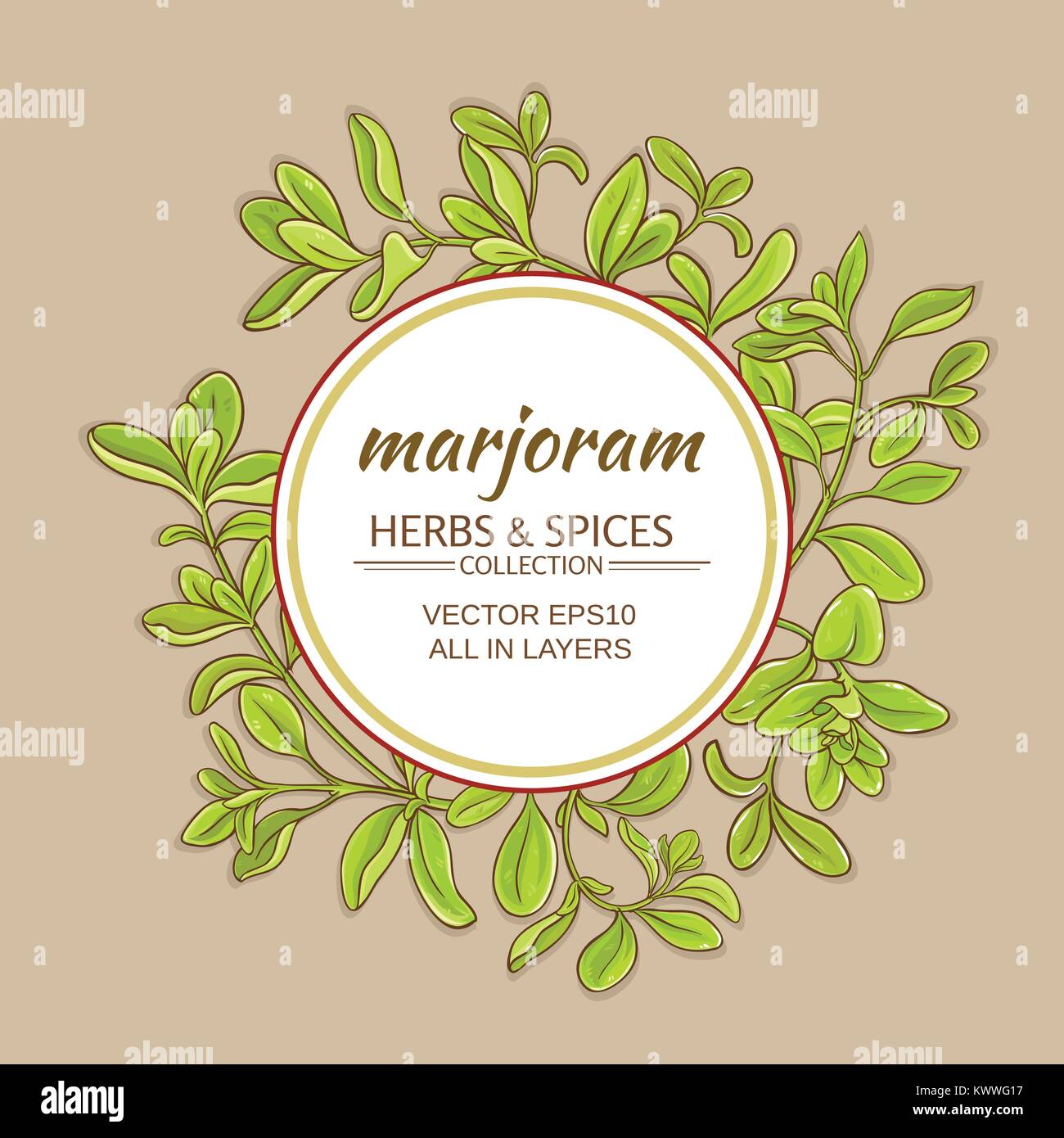 Marjoram herb Stock Vector Images - Alamy