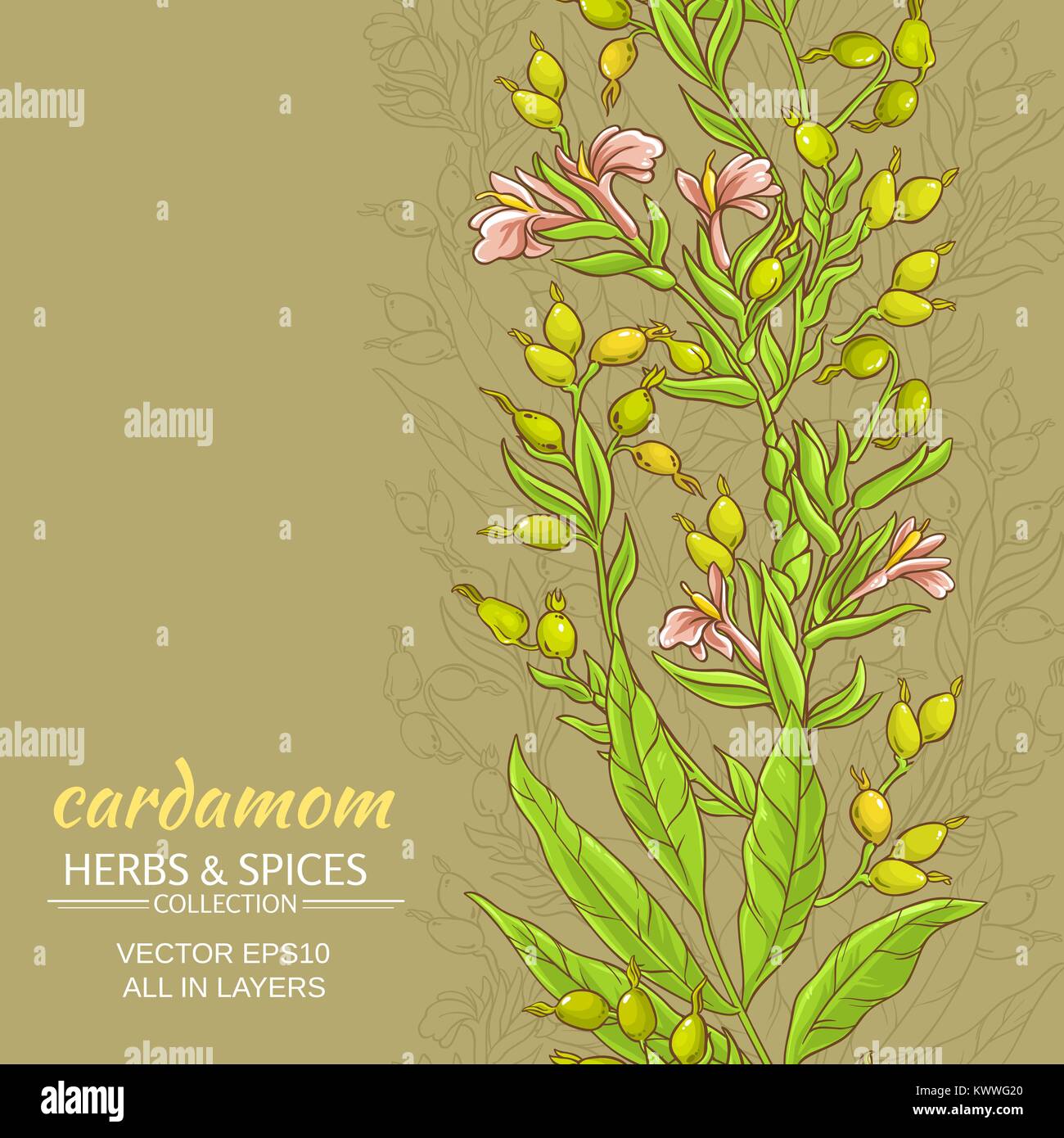 cardamom branches vector pattern on color background Stock Vector Image ...