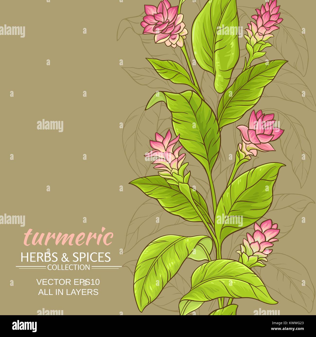 Turmeric vector vectors hi-res stock photography and images - Alamy