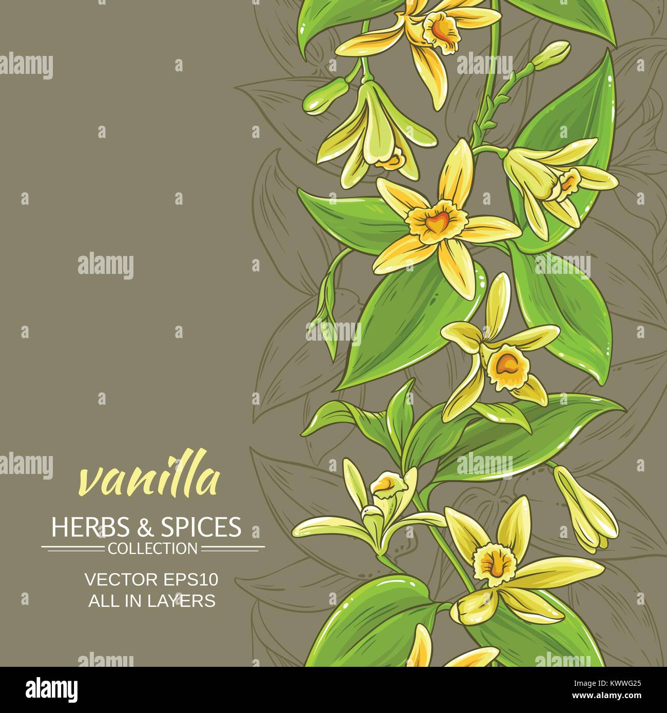 vanilla flowers vector pattern on color background Stock Vector Image ...