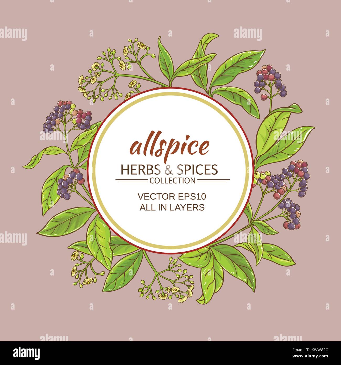 Allspice heap Stock Vector Images - Alamy