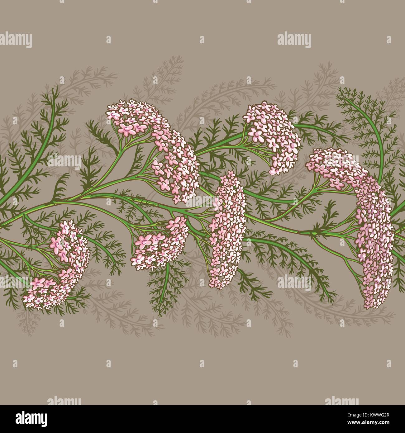 yarrow plant vector pattern on color background Stock Vector Image ...