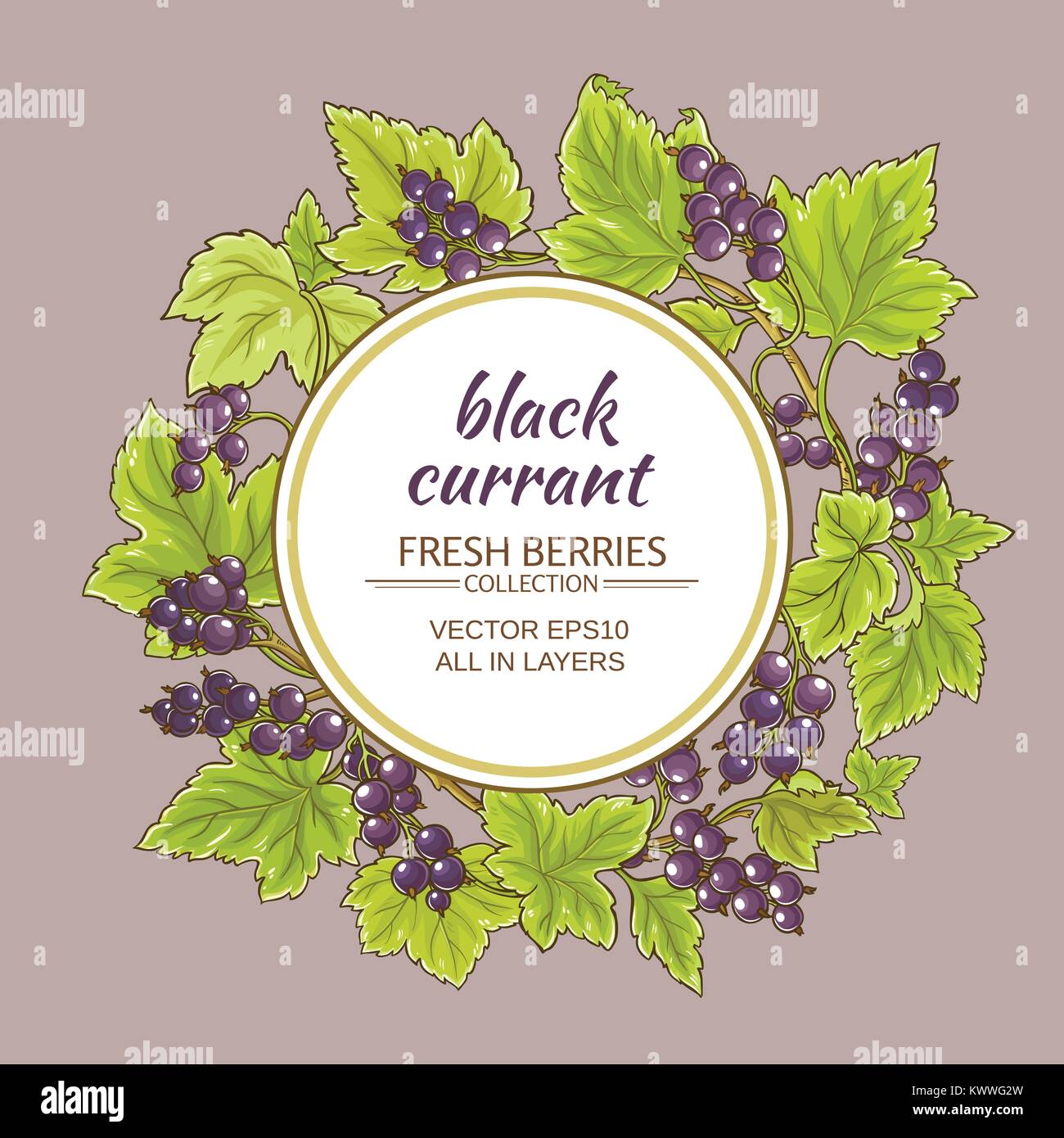 Blackcurrant juice Stock Vector Images - Alamy