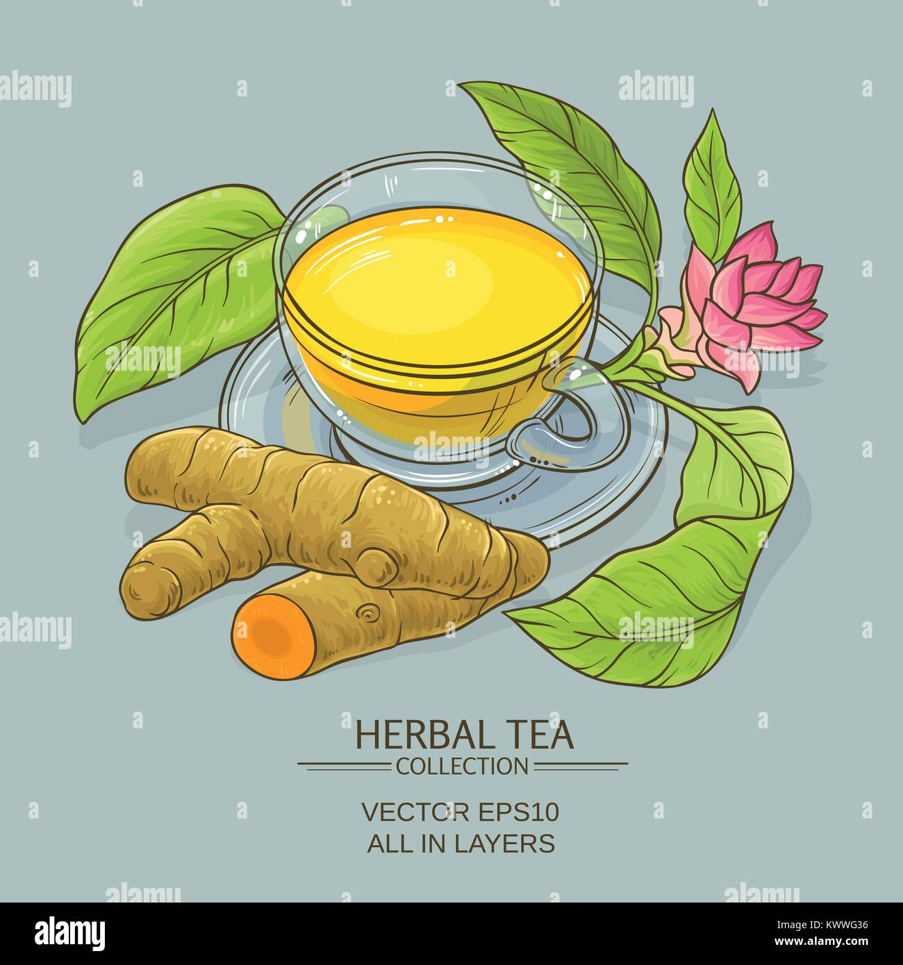 Root of turmeric Stock Vector Images - Alamy