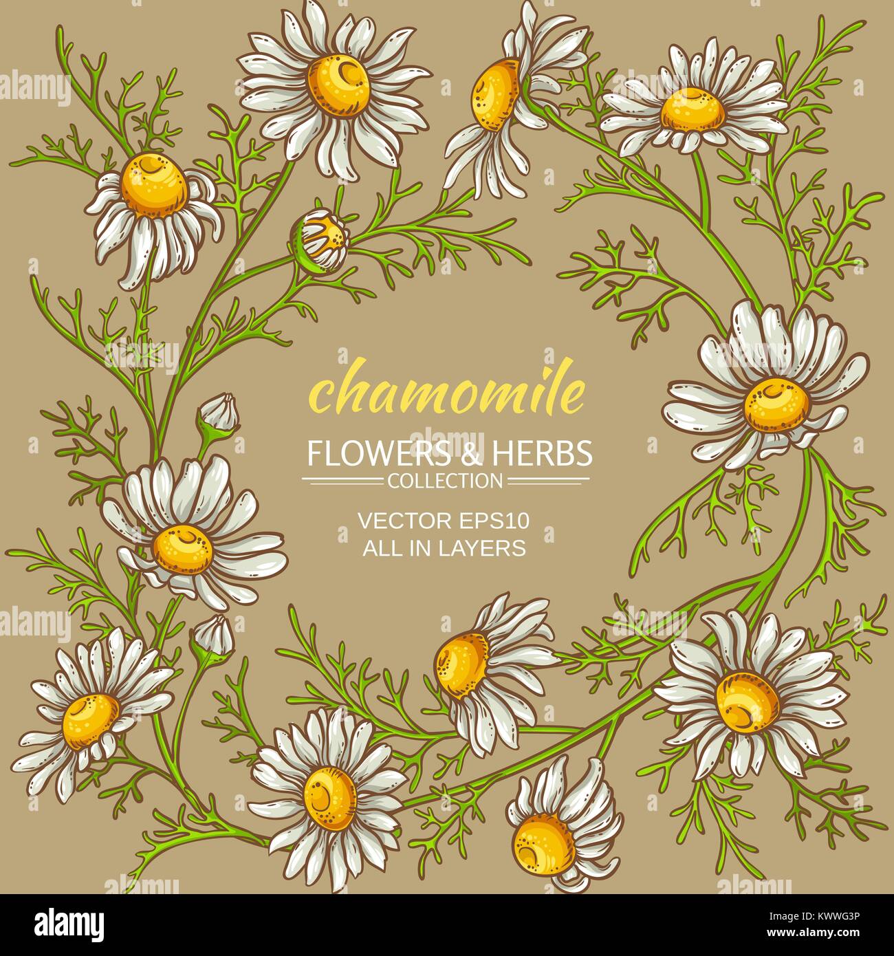 chamomile flowers vector frame on color background Stock Vector Image ...