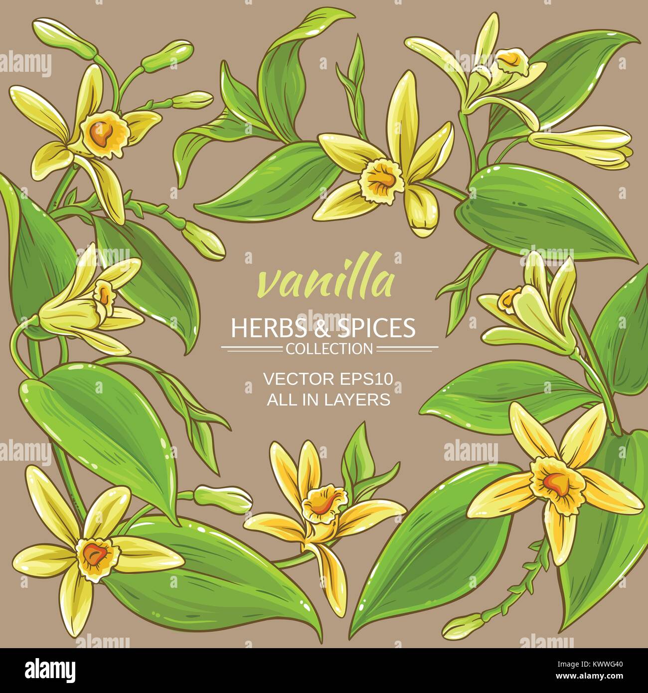 vanilla branches vector frame on color background Stock Vector Image ...