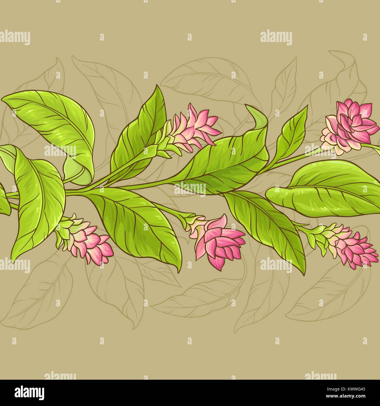 Turmeric plant illustration hi-res stock photography and images - Alamy