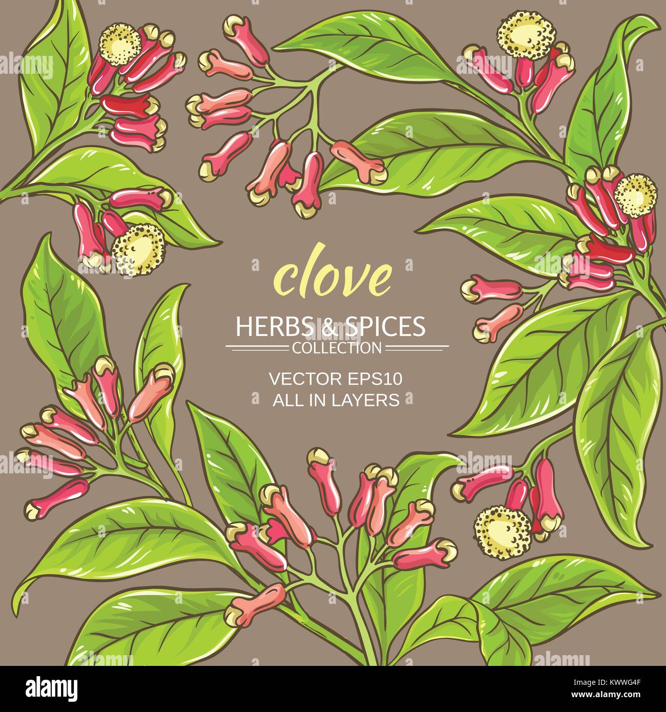 clove branches vector frame on color background Stock Vector Image ...