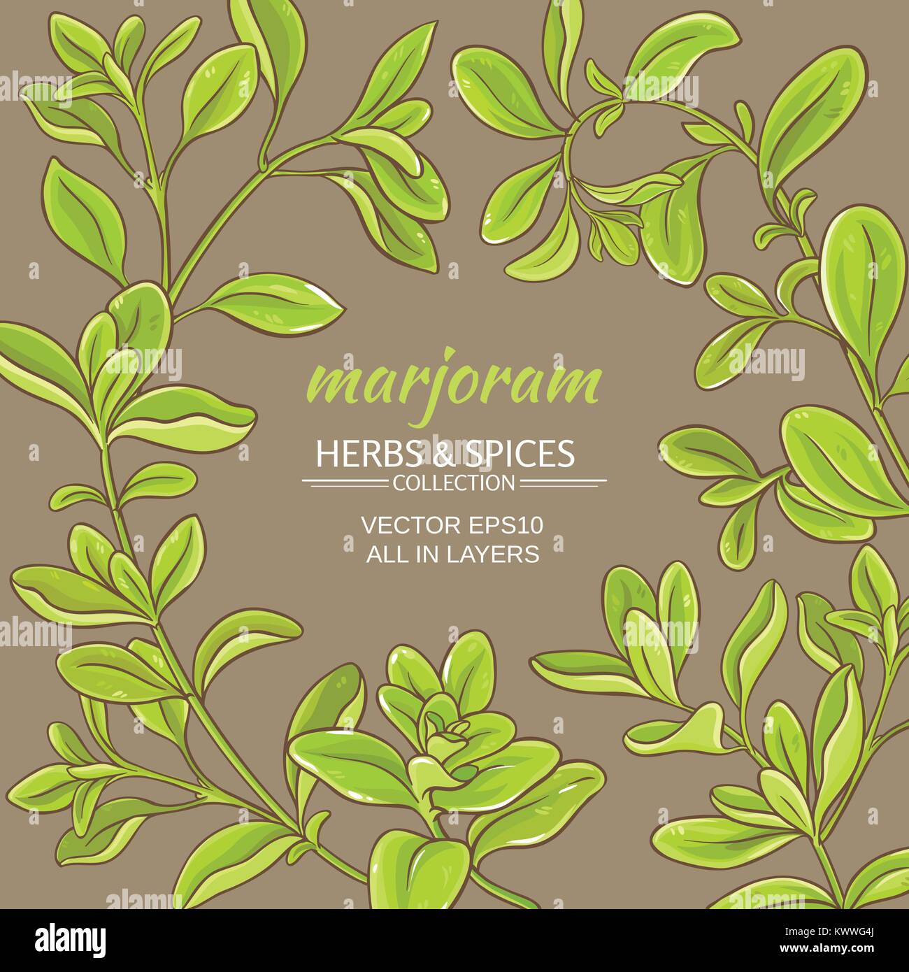 marjoram leaves vector frame on color background Stock Vector Image ...