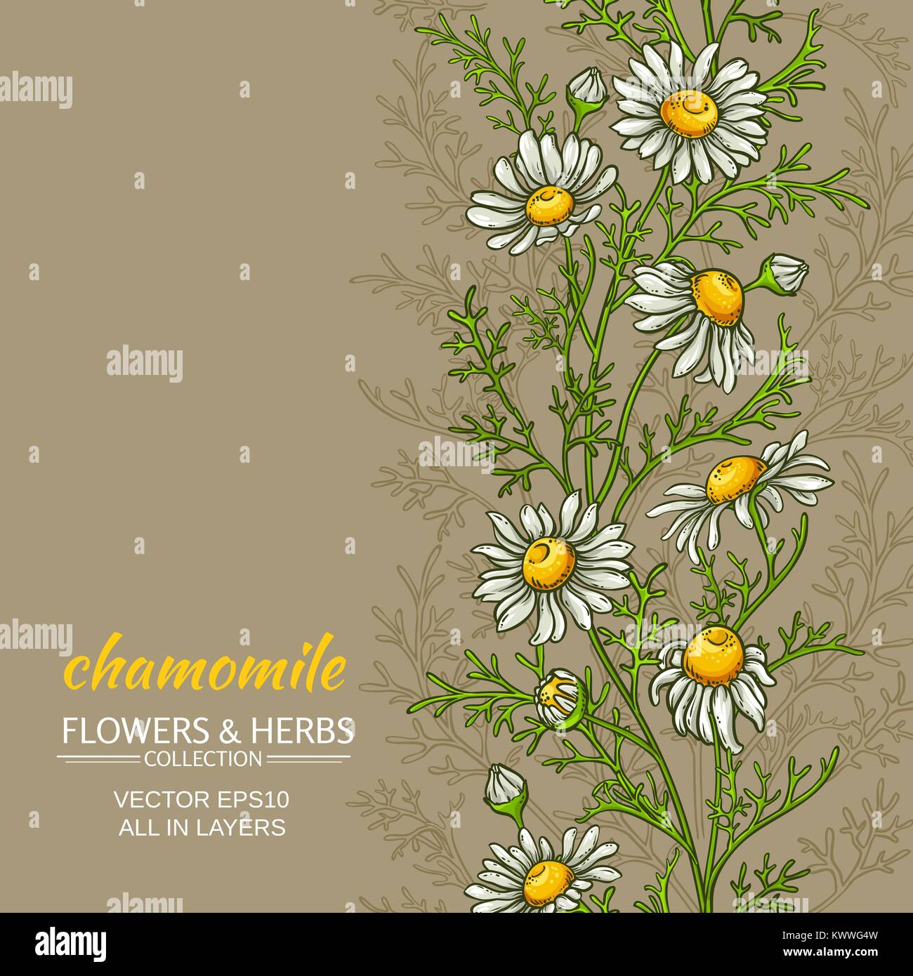 chamomile flowers vector pattern on color background Stock Vector Image ...
