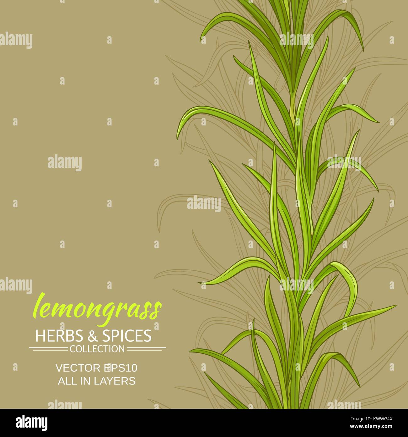 Asian lemongrass Stock Vector Images - Alamy