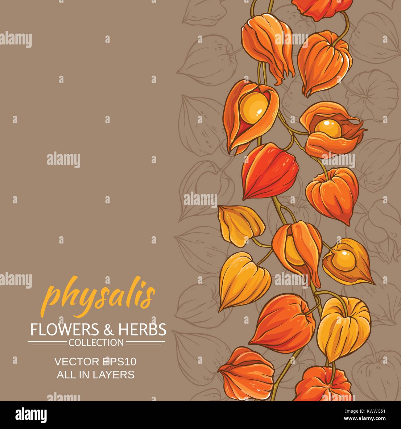 physalis branches vector pattern on color background Stock Vector Image & Art - Alamy