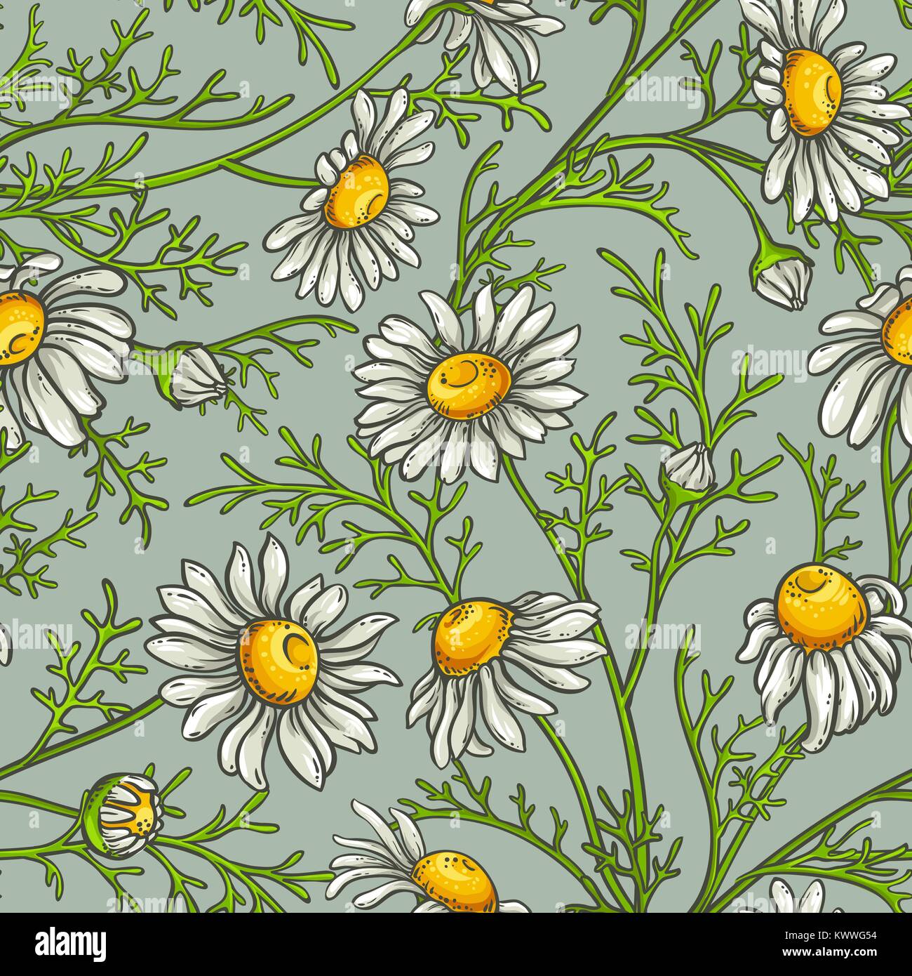 chamomile flowers vector pattern on color background Stock Vector Image ...