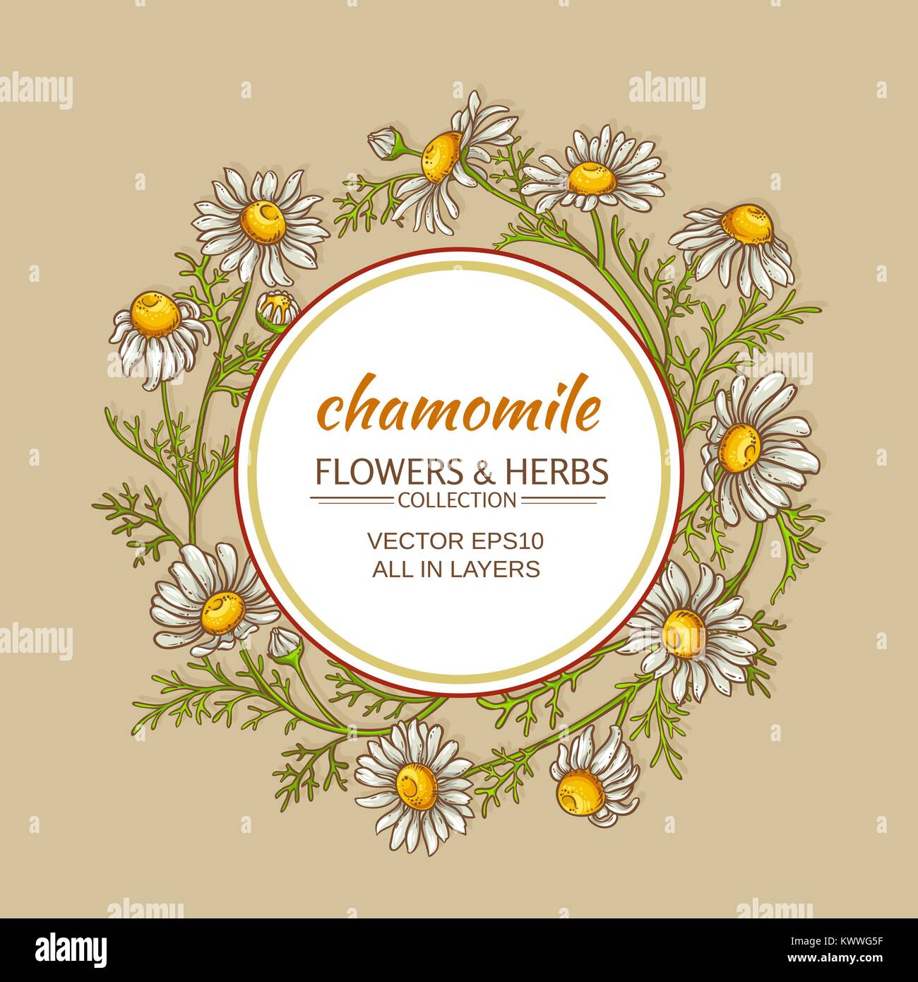 chamomile flowers vector frame on color background Stock Vector Image ...