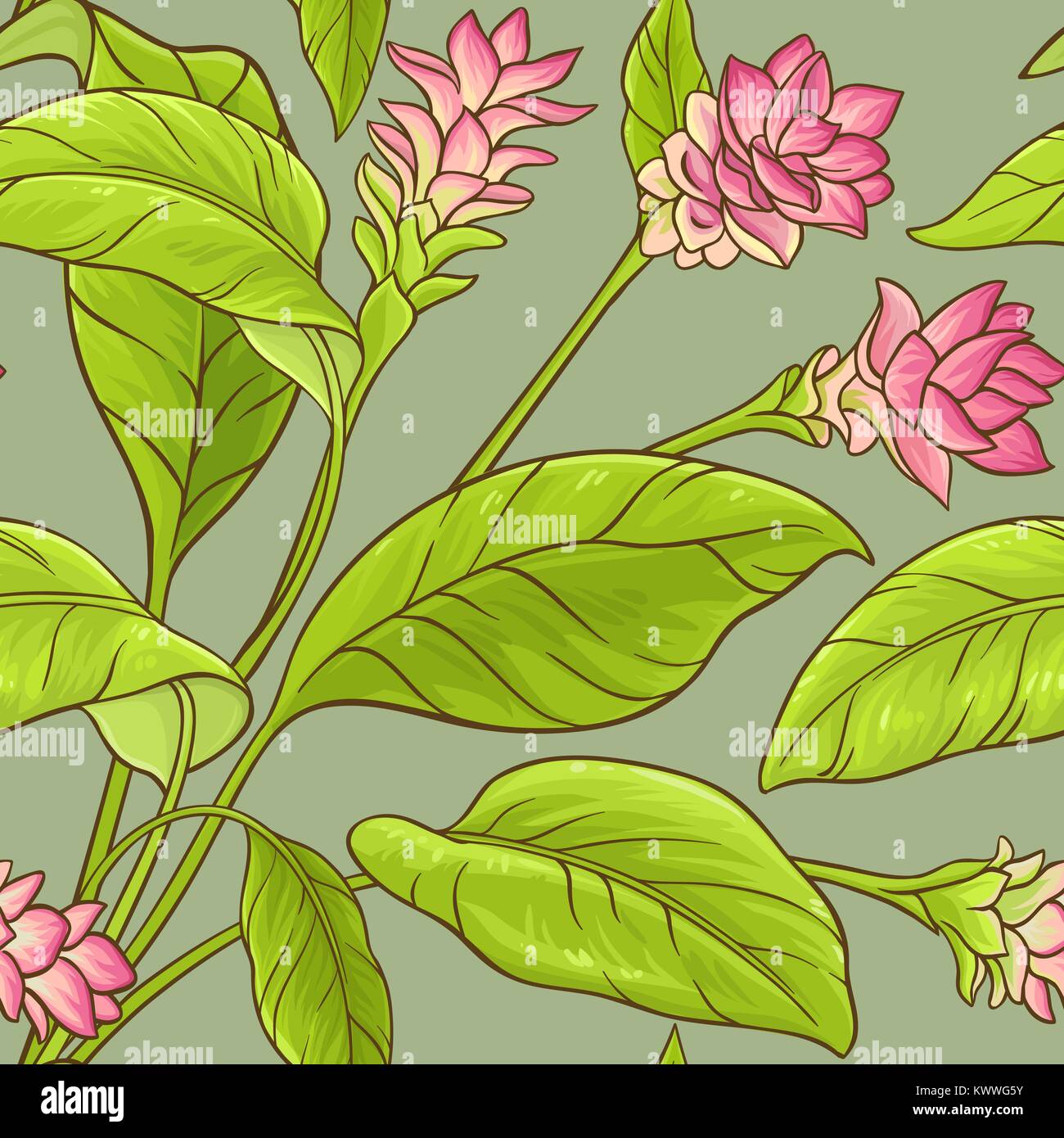 Turmeric plant illustration hi-res stock photography and images - Alamy