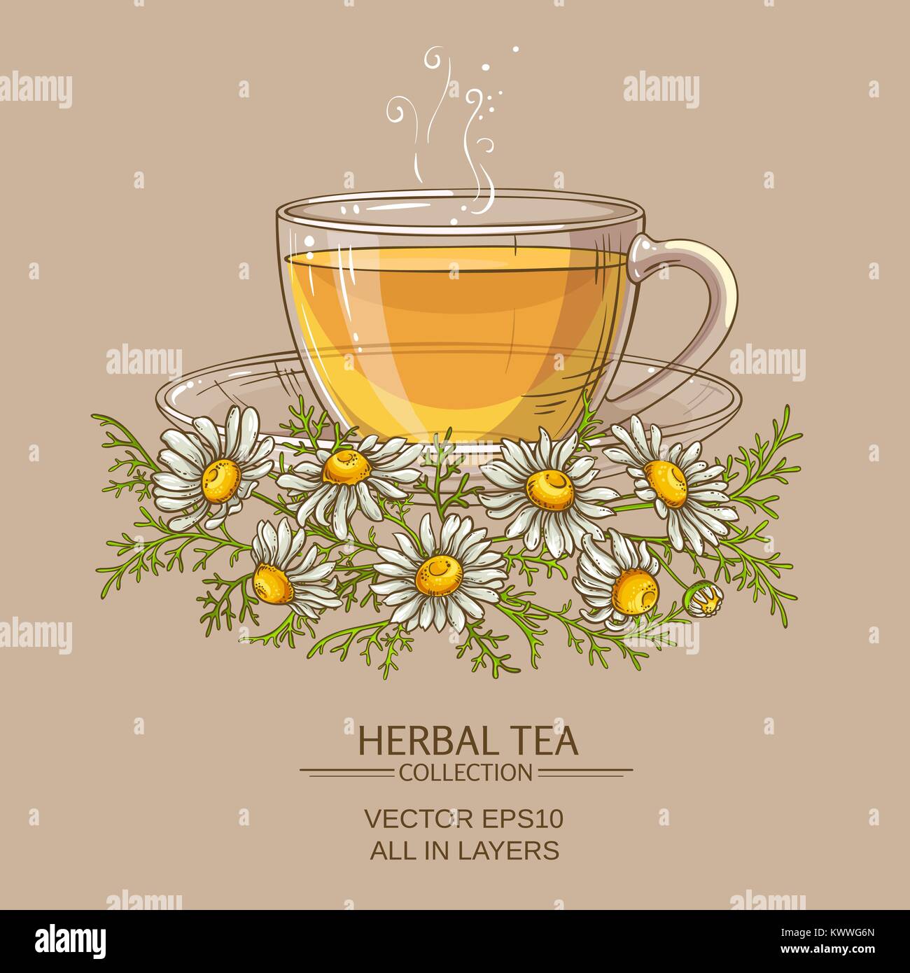 Chamomile herbal tea matricaria Stock Vector Images - Alamy