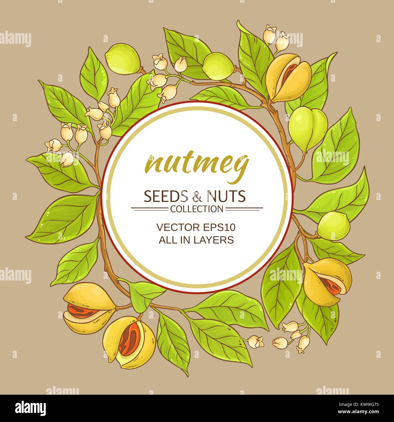 Nutmeg flower Stock Vector Images - Alamy