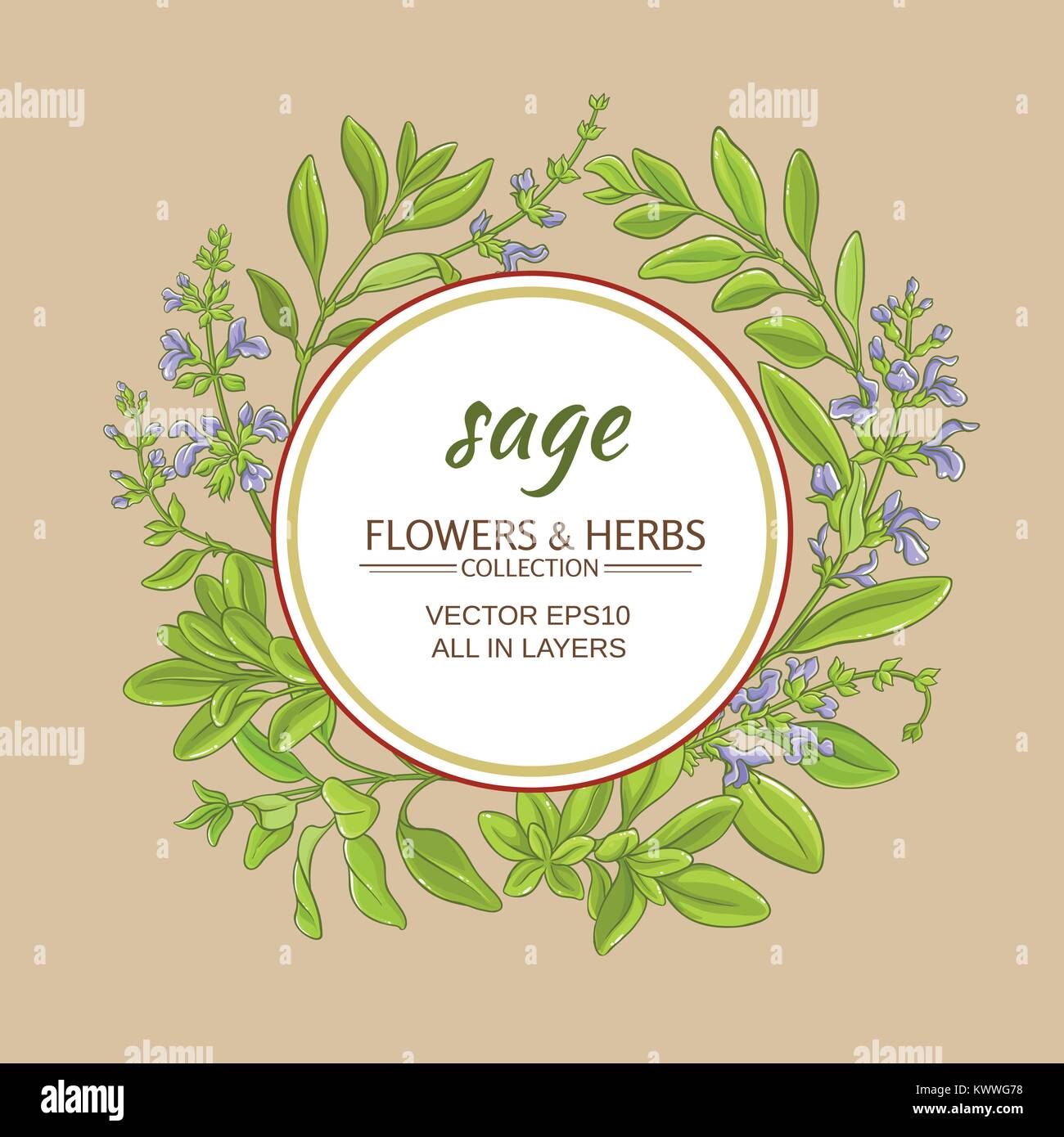 sage branches vector frame on color background Stock Vector Image & Art ...