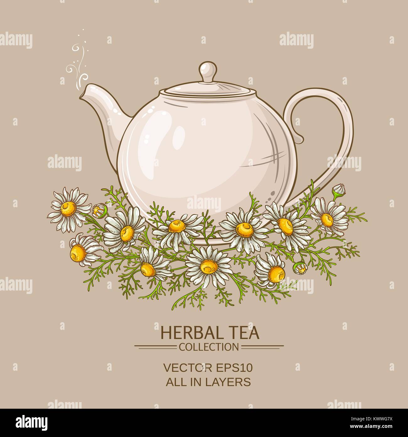 Chamomile plant in pot Stock Vector Images - Alamy