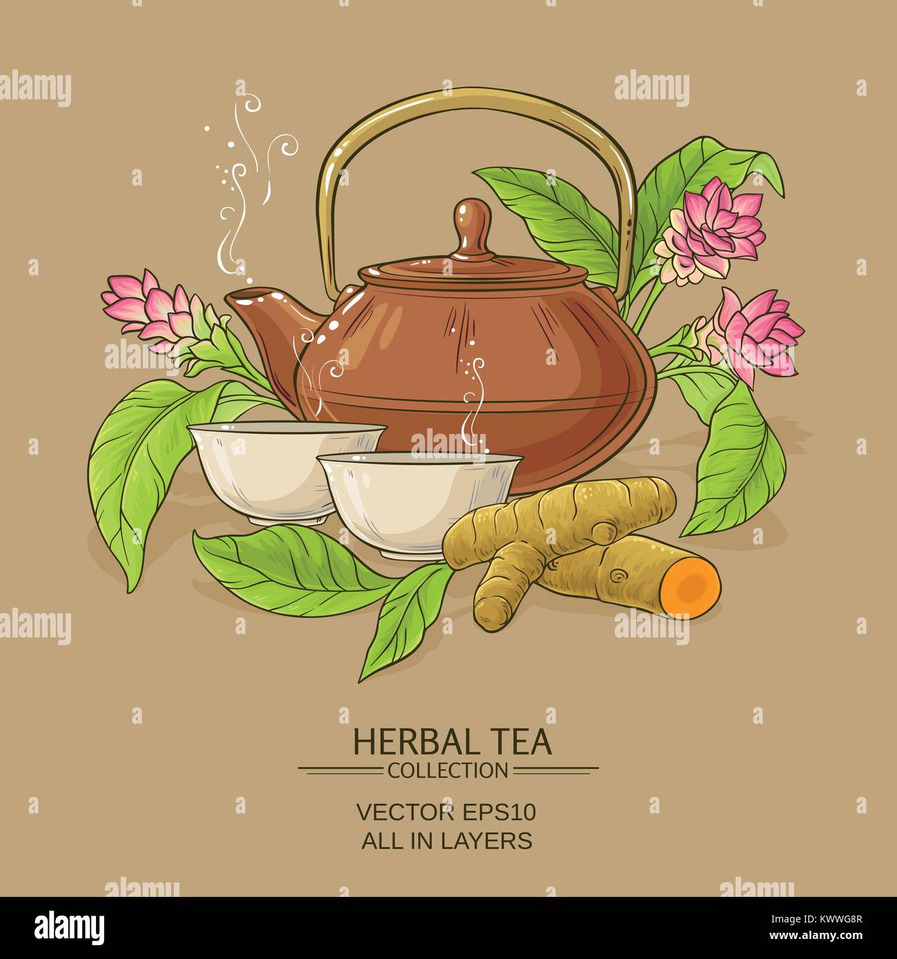 Turmeric root Stock Vector Images - Alamy