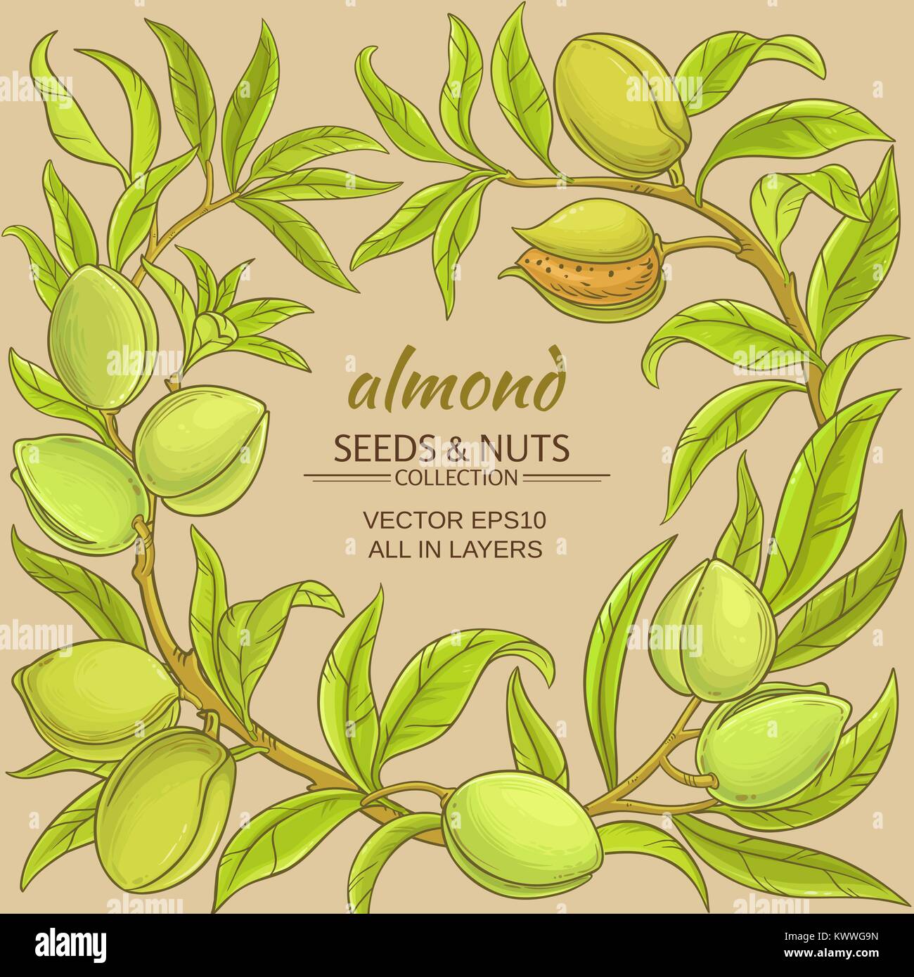 almond branches vector frame on color background Stock Vector Image ...