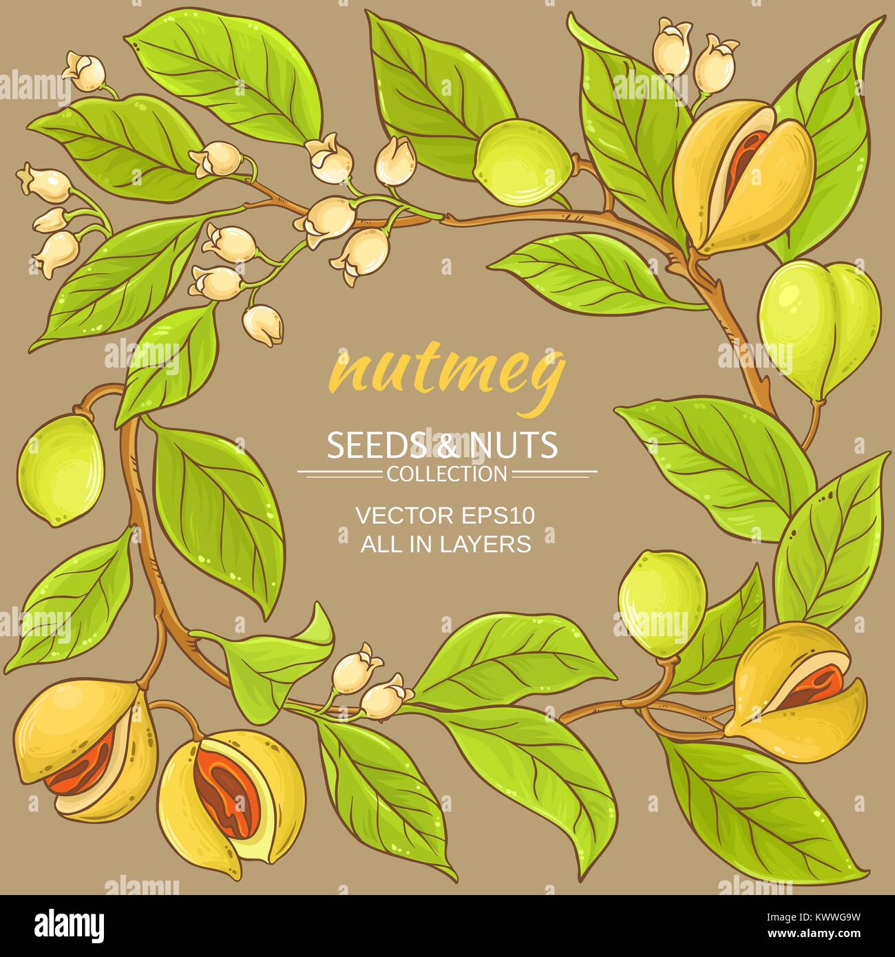 nutmeg branches vector frame on color background Stock Vector Image ...