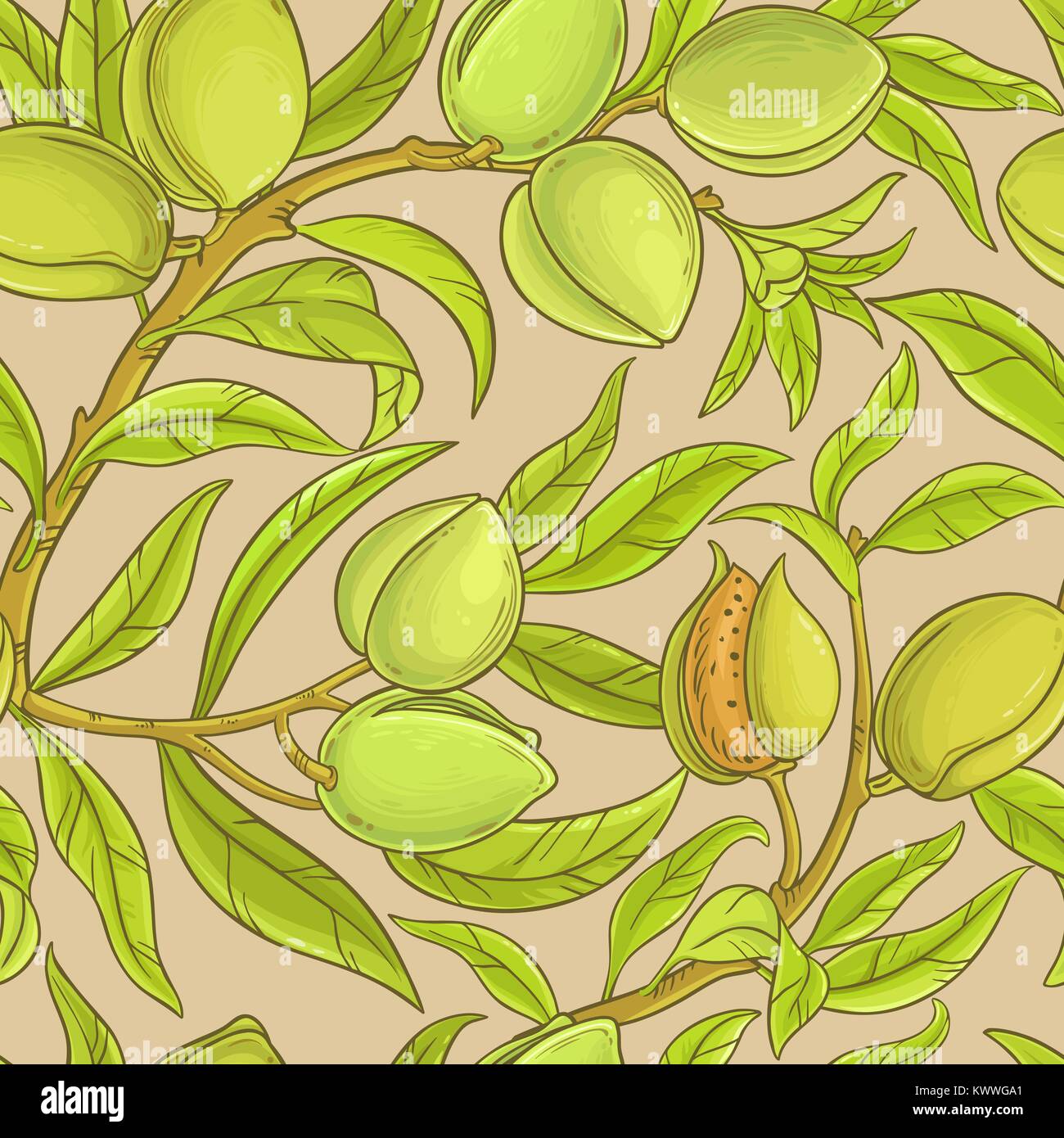 Almond color Stock Vector Images - Alamy