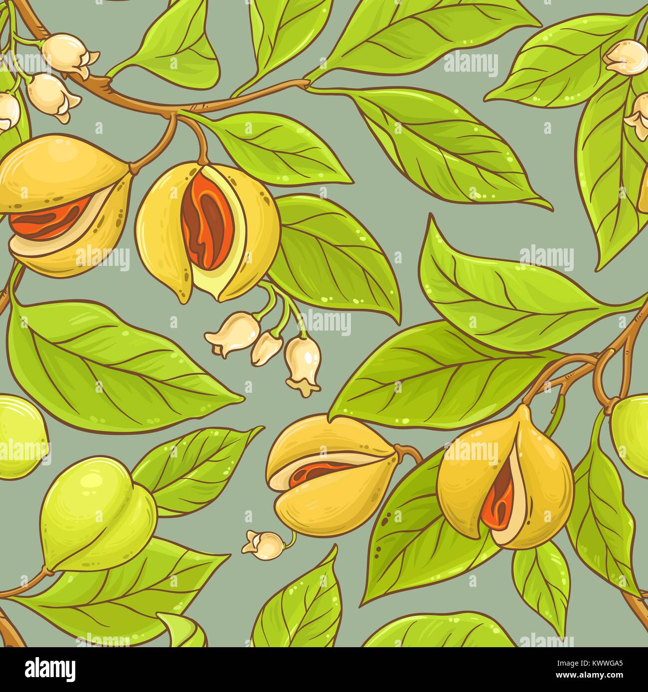 nutmeg branches vector pattern on color background Stock Vector Image ...