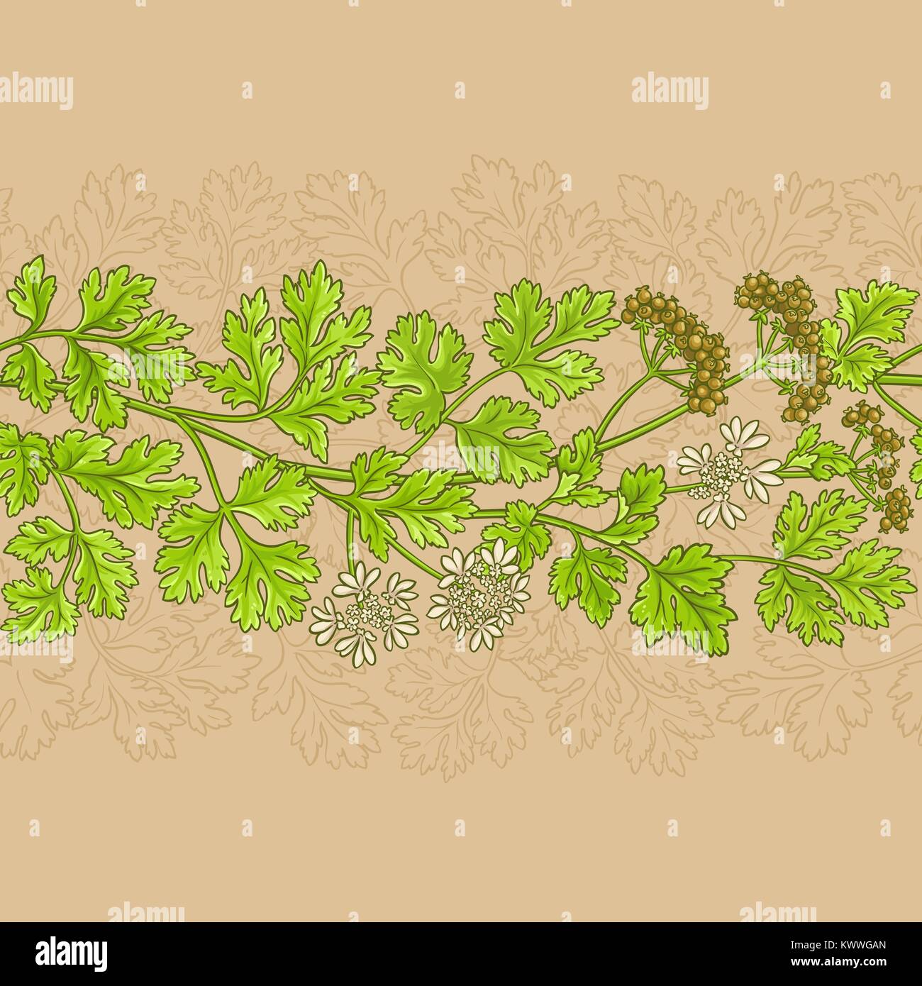 coriander plant vector pattern on color background Stock Vector Image ...