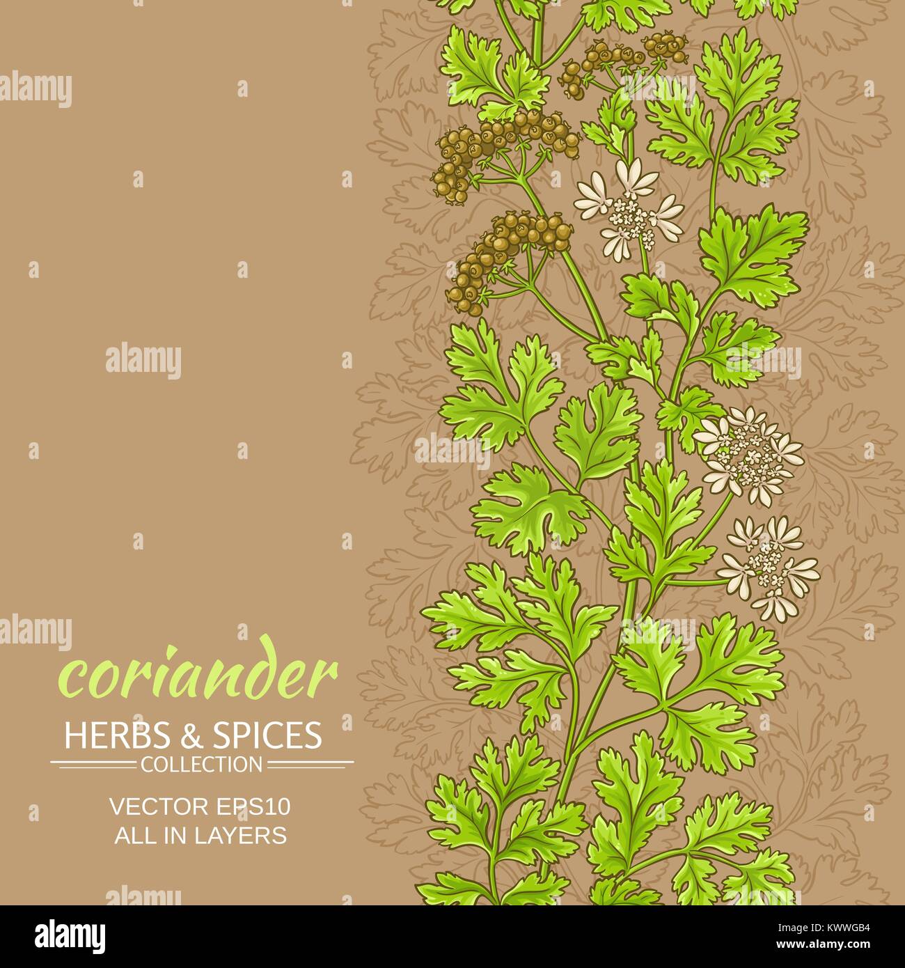 Cilantro vector vectors hi-res stock photography and images - Alamy
