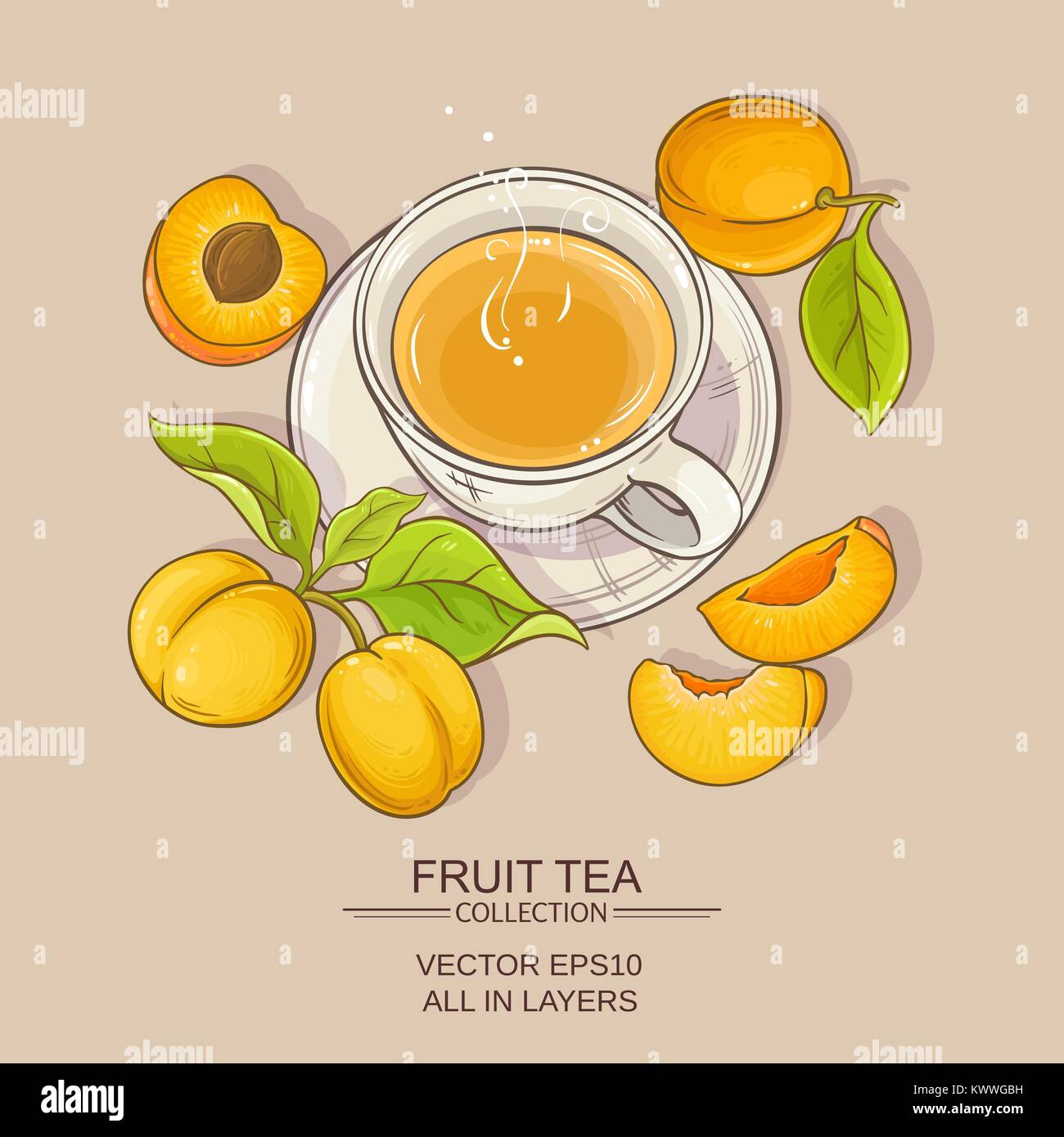 apricot tea vector illustration on color background Stock Vector Image ...