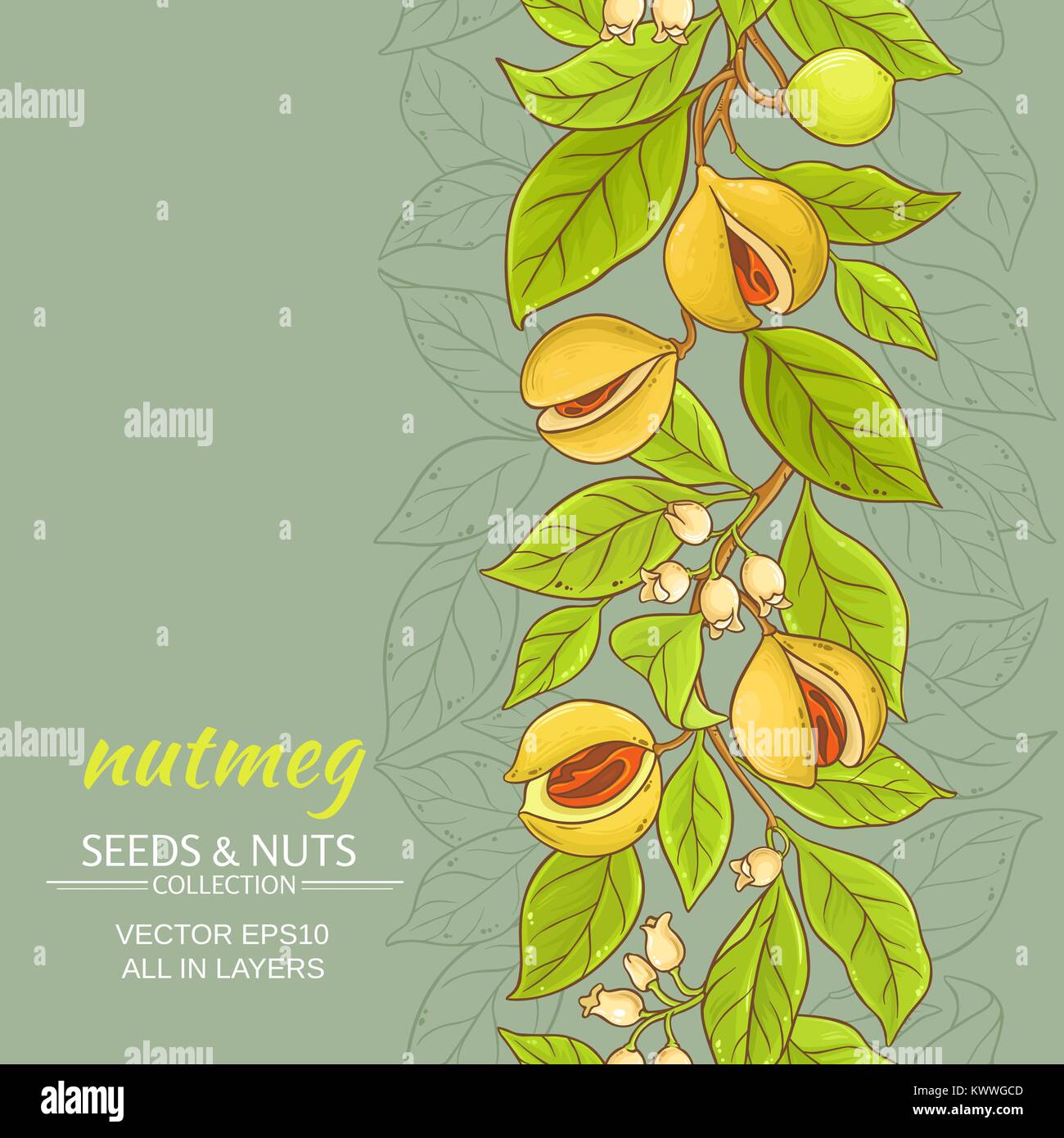 nutmeg branches vector pattern on color background Stock Vector Image ...