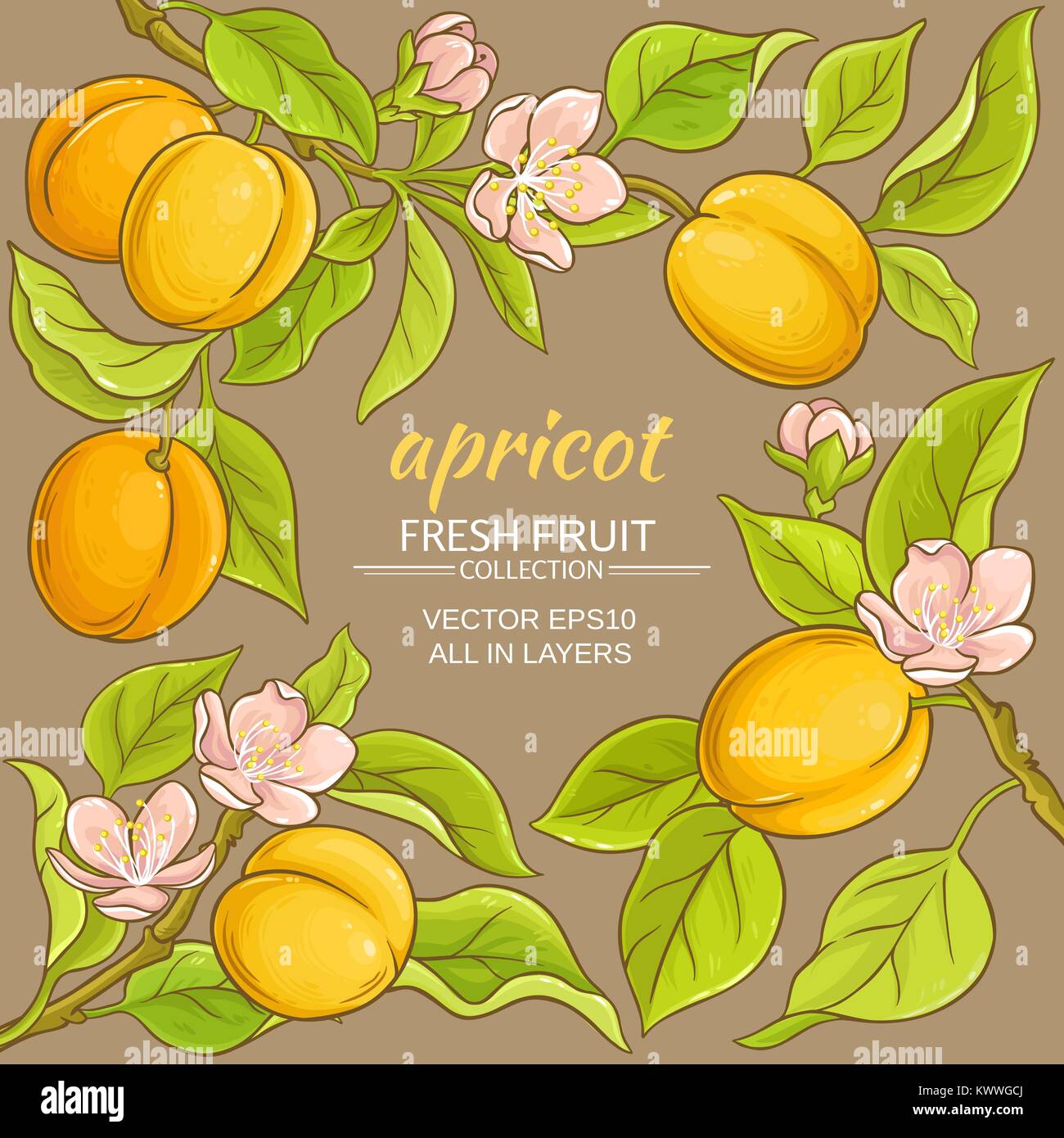 apricot branches vector frame on color background Stock Vector Image ...