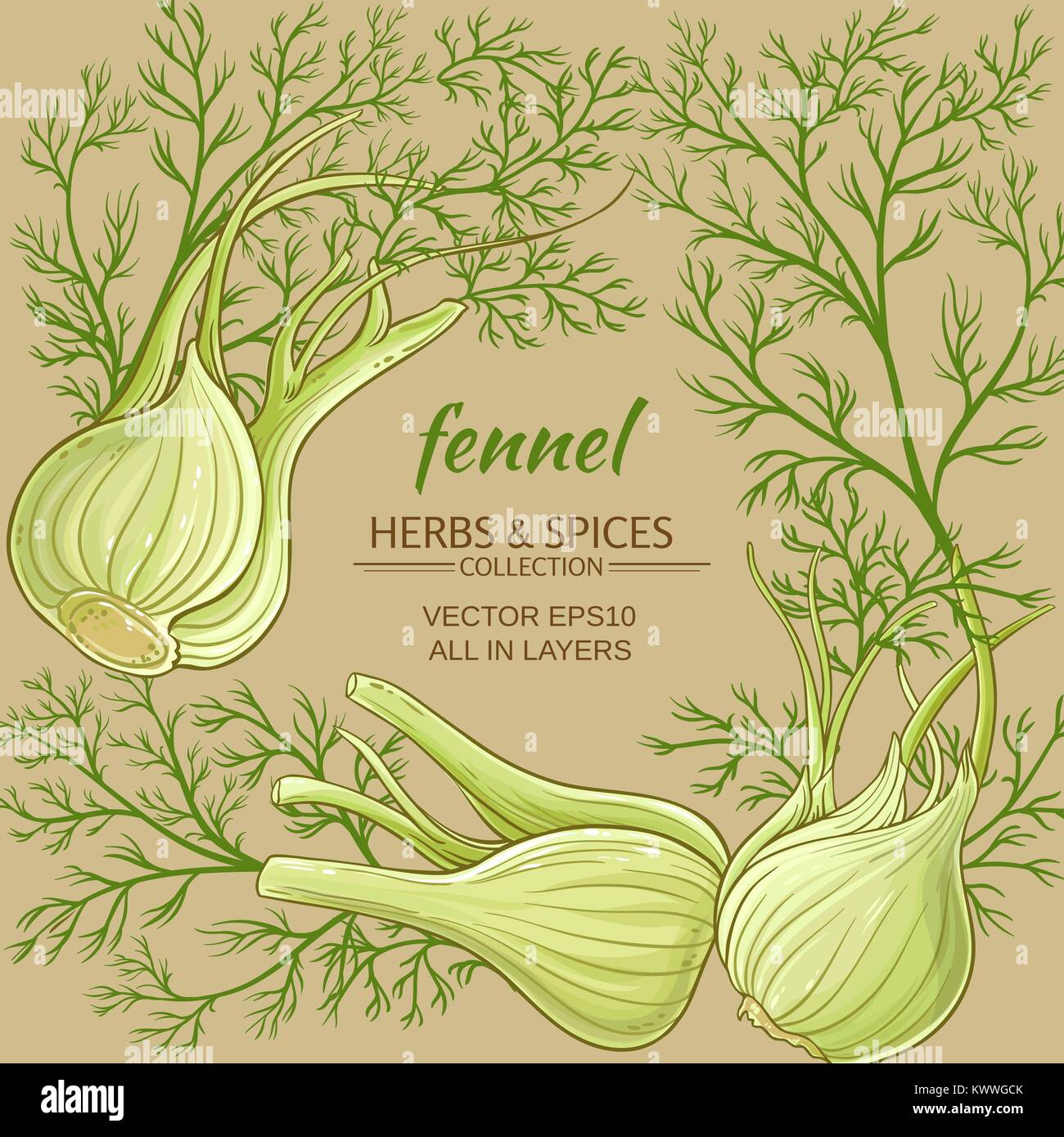 fennel plant vector frame on color background Stock Vector Image & Art ...