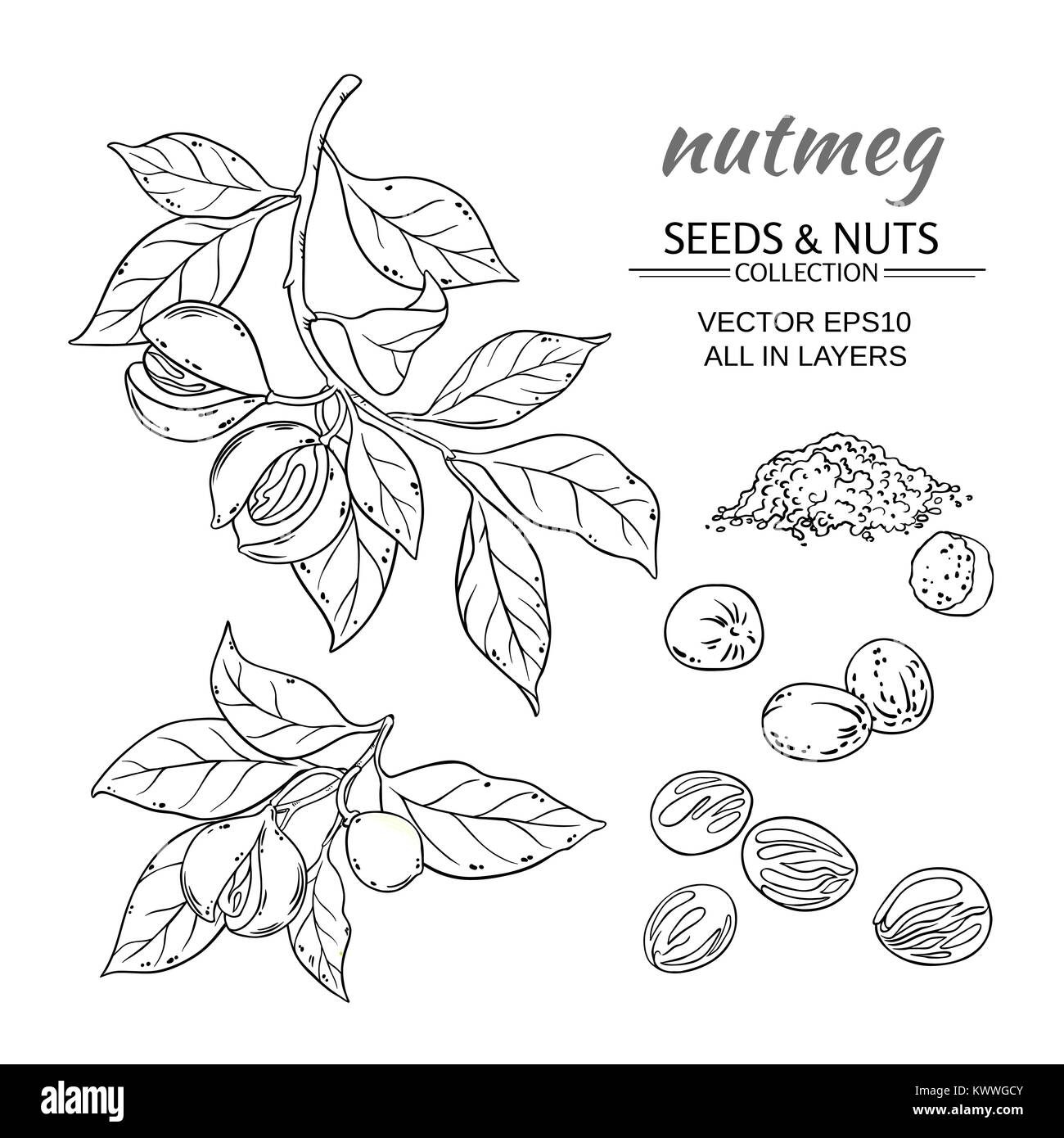 nutmeg branches vector set on white background Stock Vector Image & Art ...