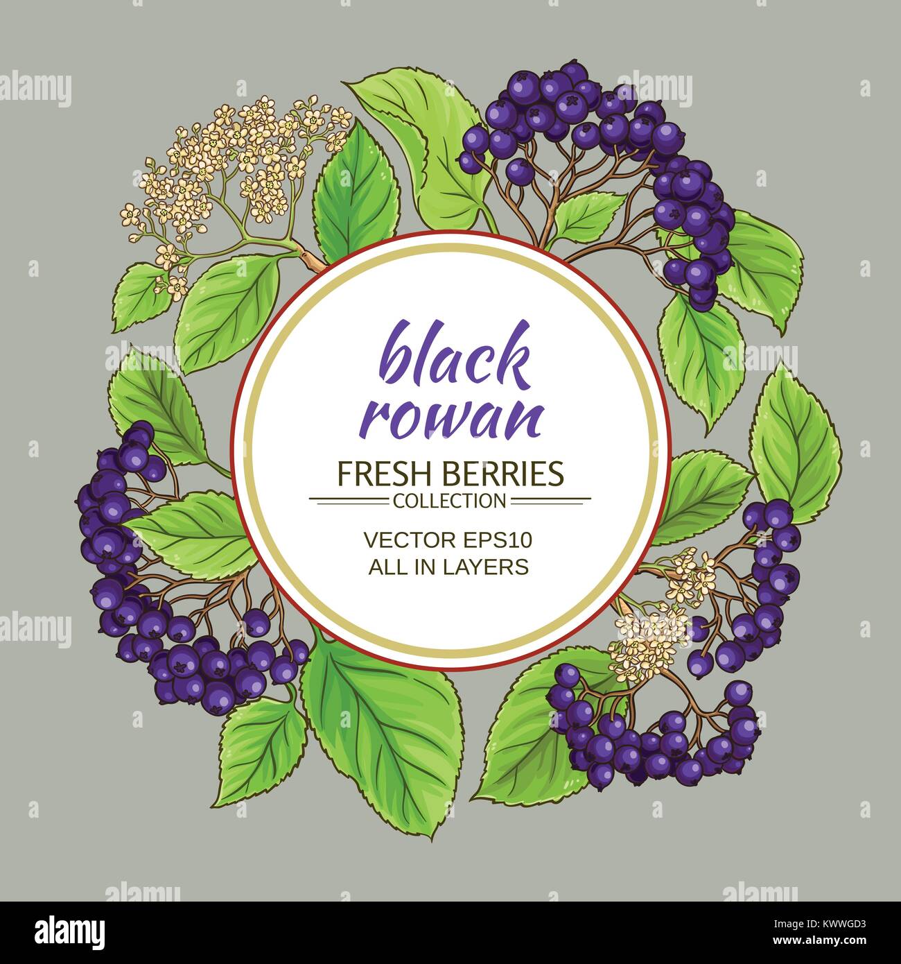 black rowan vector frame on color background Stock Vector Image & Art ...