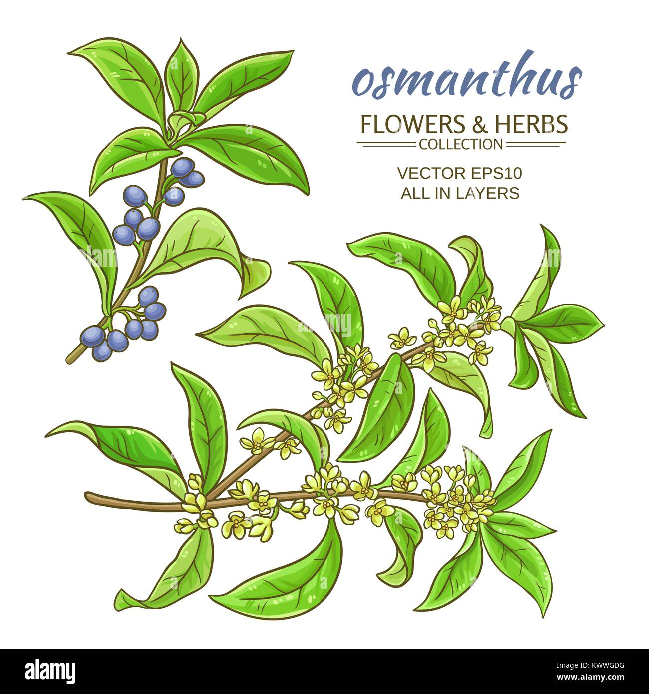 osmanthus branches vector set on white background Stock Vector Image ...
